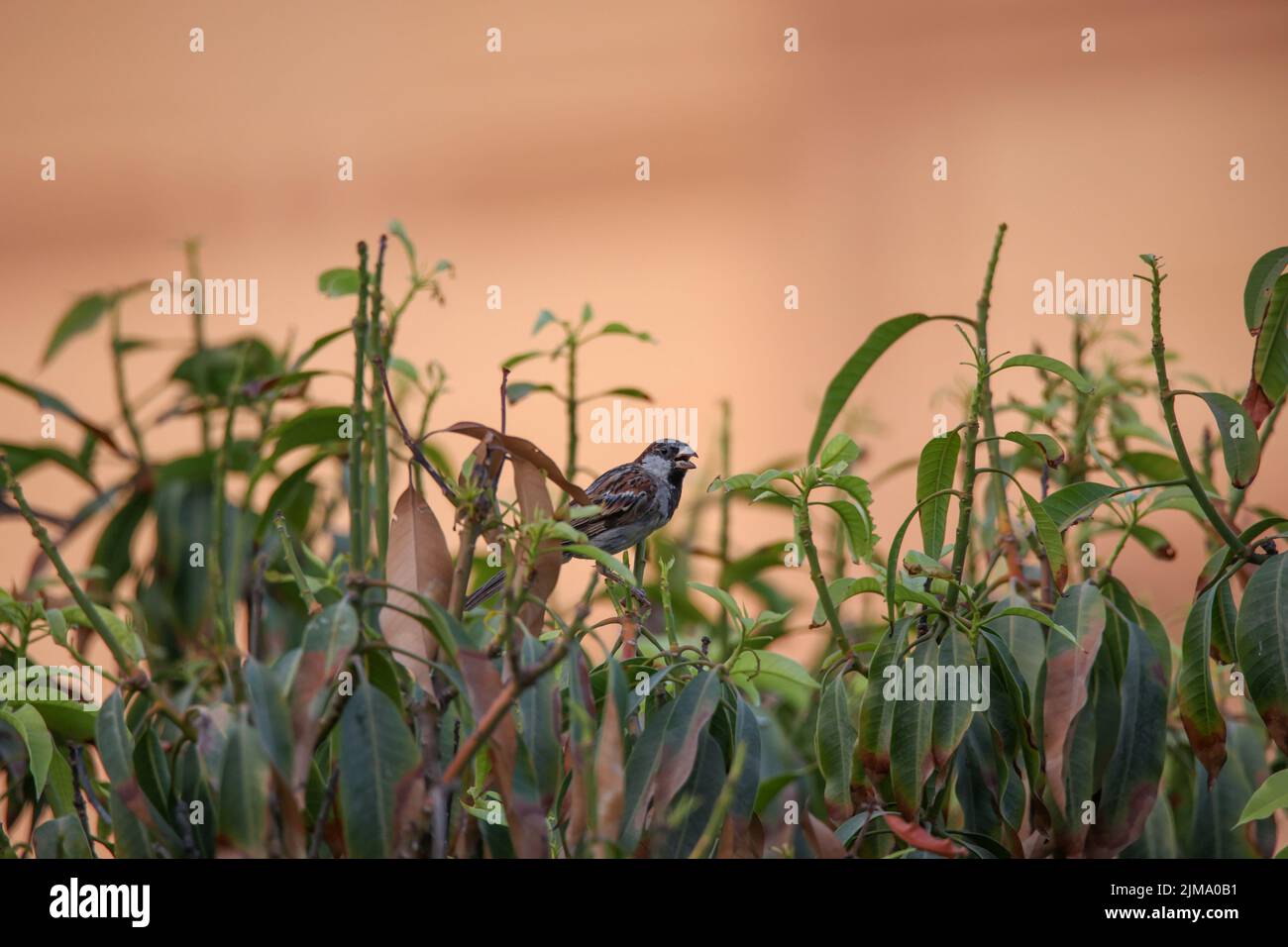 Old world sparrow hi-res stock photography and images - Alamy