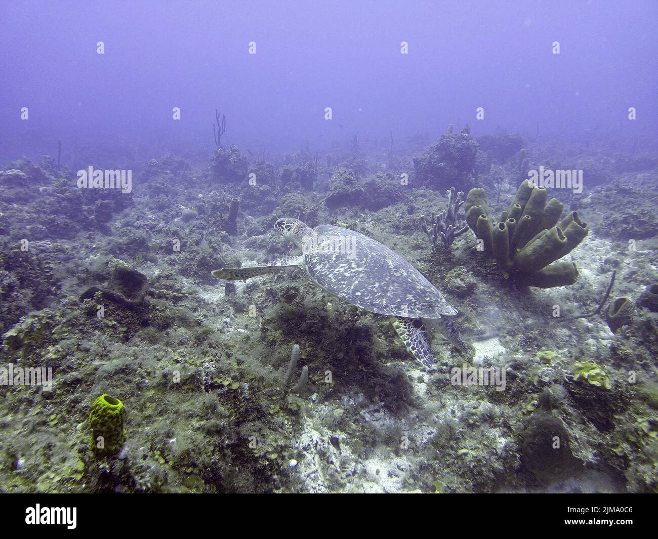A sea turtle underwater surrounded by corals and reefs Stock Photo - Alamy