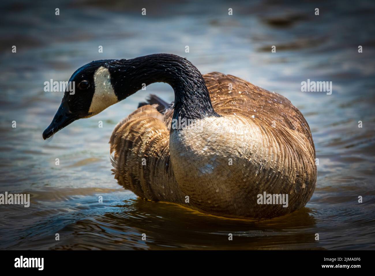 A beautiful Canada Goose floating in a calm lake water Stock Photo - Alamy