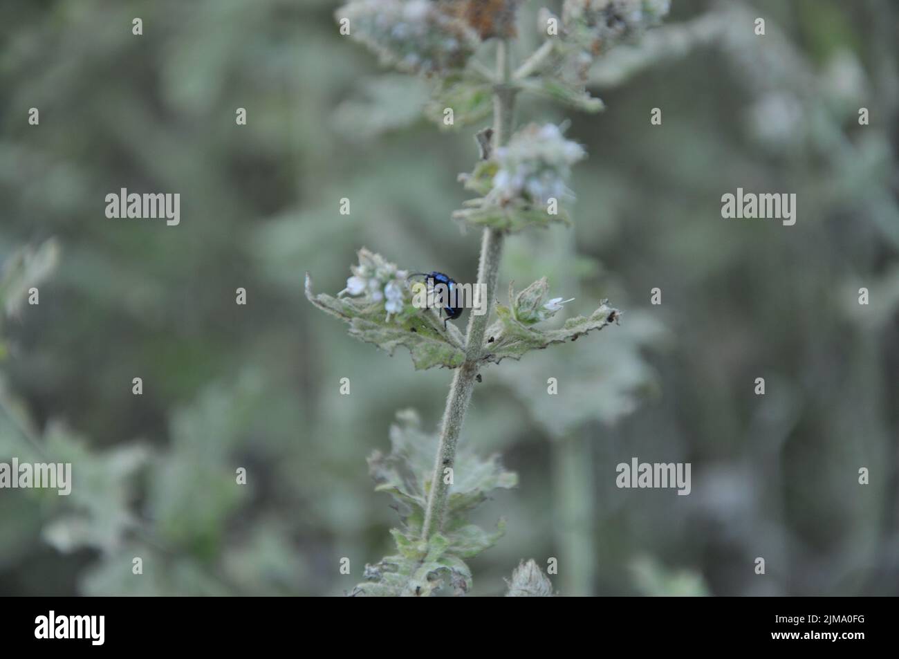 A blue mint leaf beetle (Chrysolina coerulans) on a stem Stock Photo ...