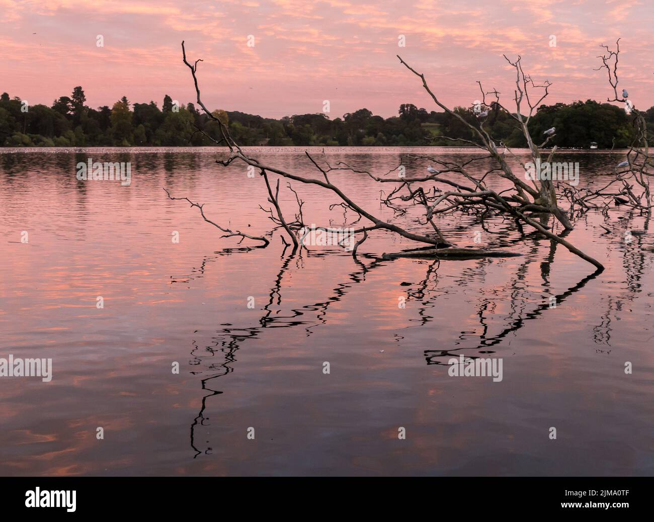 Sunrise on mere ellesmere shropshire hi-res stock photography and ...