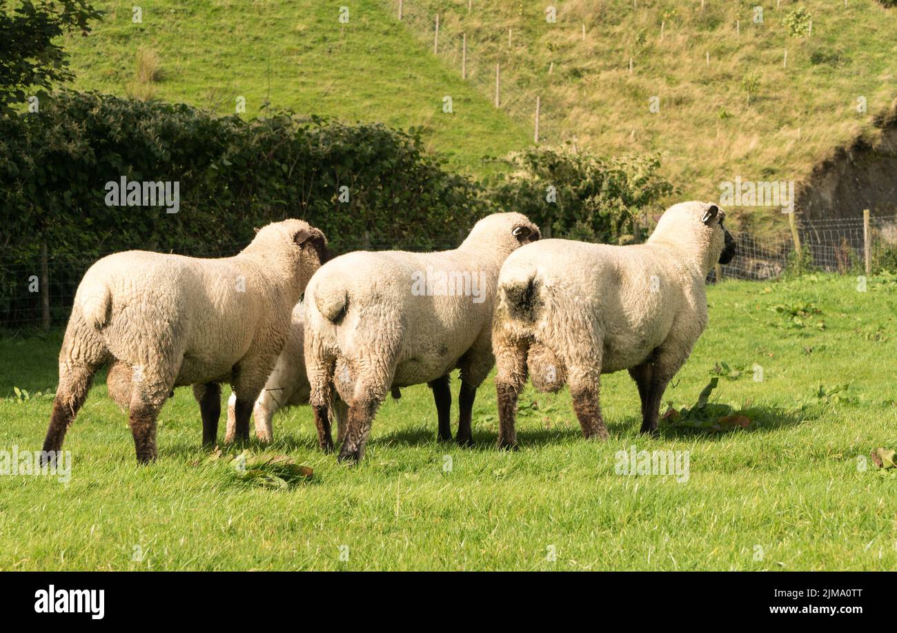 Rear view of sheep hi-res stock photography and images - Alamy