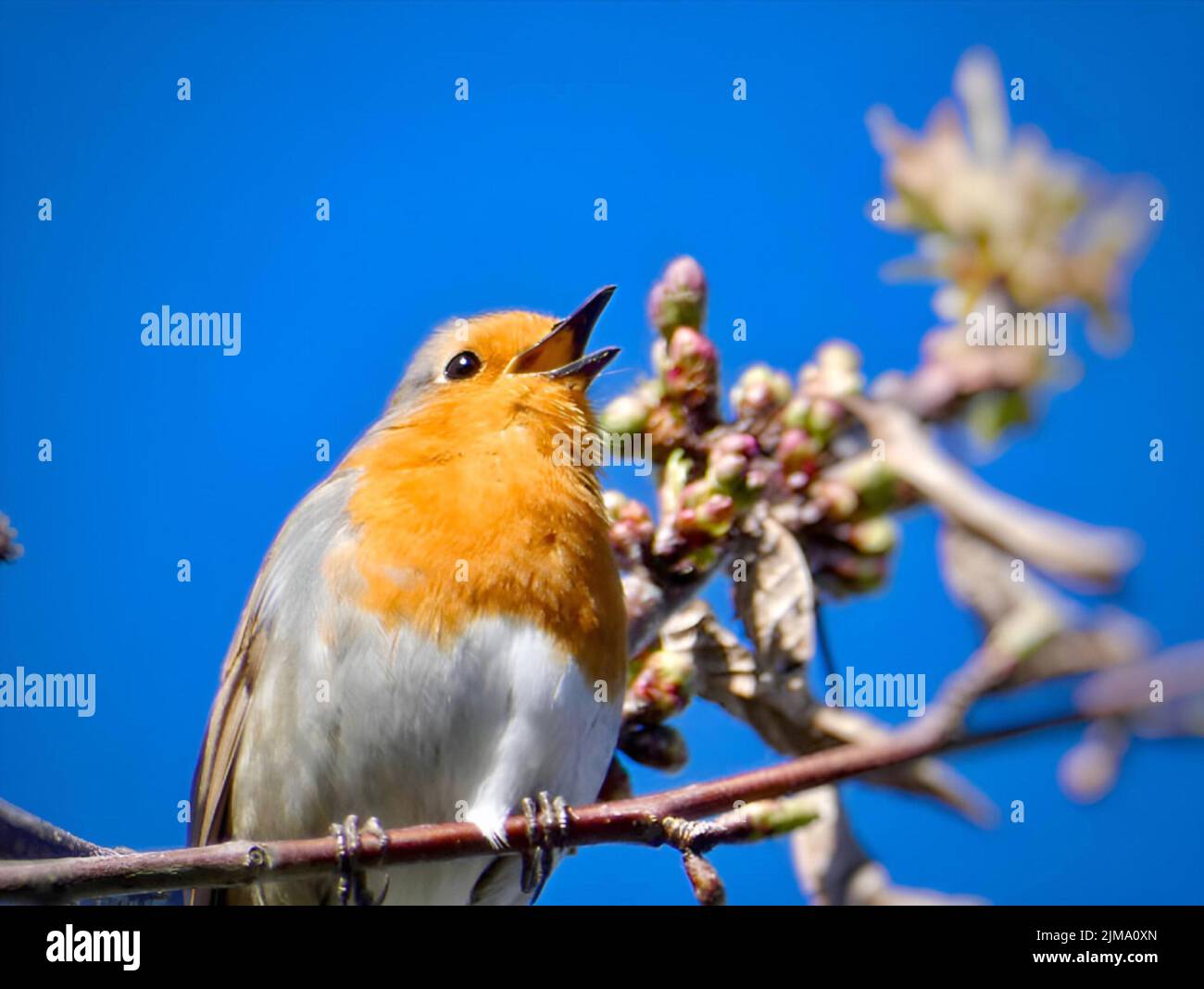 Red Robin sings on a branch Stock Photo - Alamy