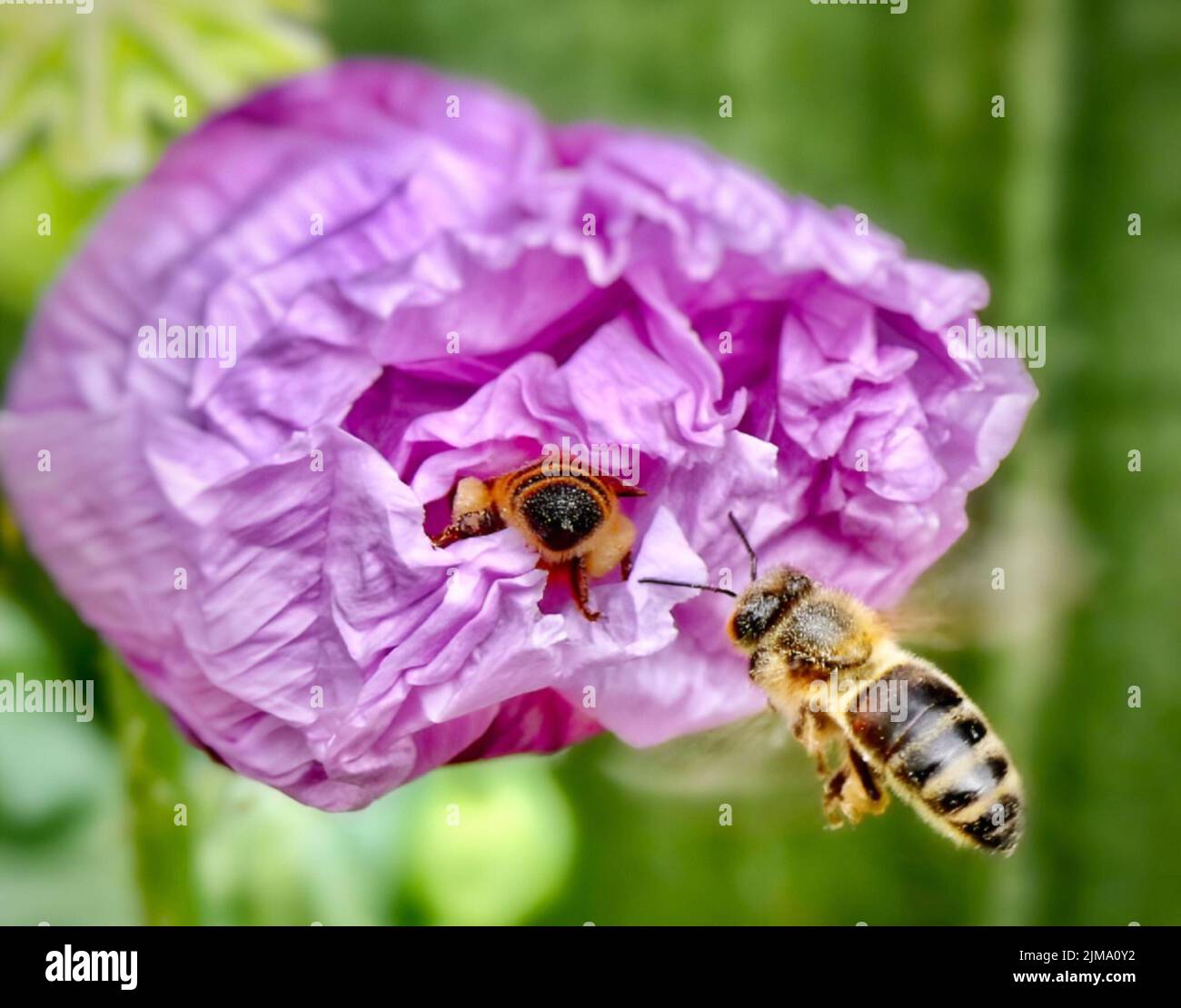 Two honey bees flying hi-res stock photography and images - Alamy