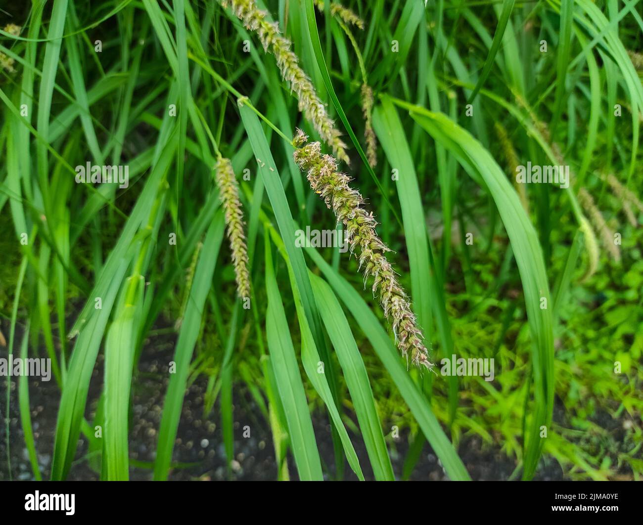 A Kush plant considered sacred in India Stock Photo - Alamy