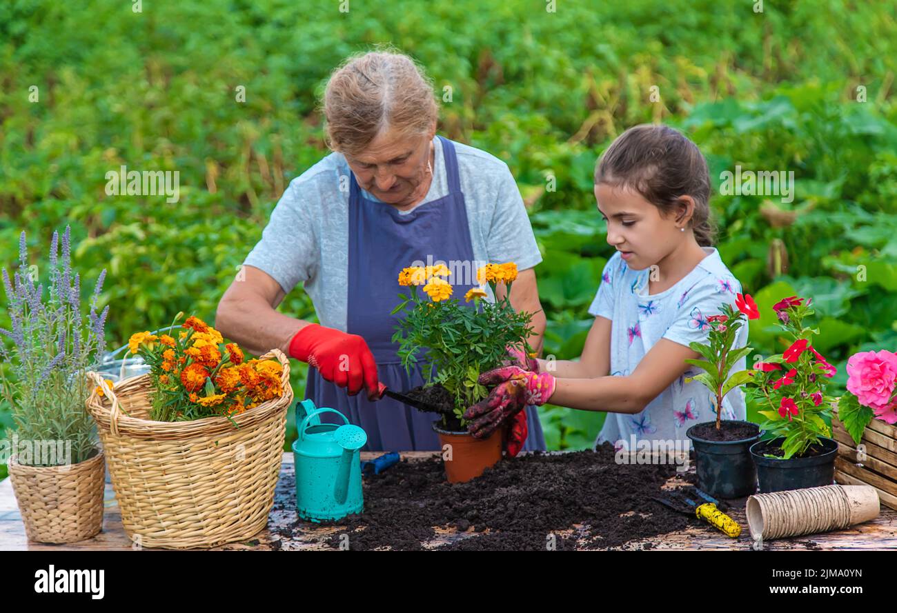 Women grandmother and granddaughter are planting flowers in the garden ...