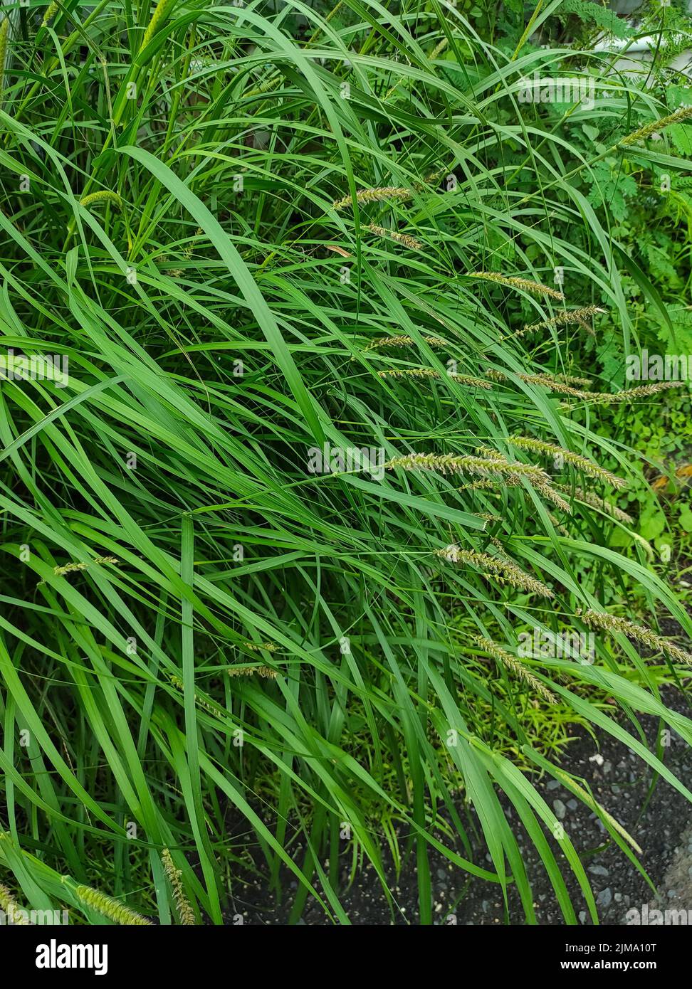 Kusha grass hi-res stock photography and images - Alamy