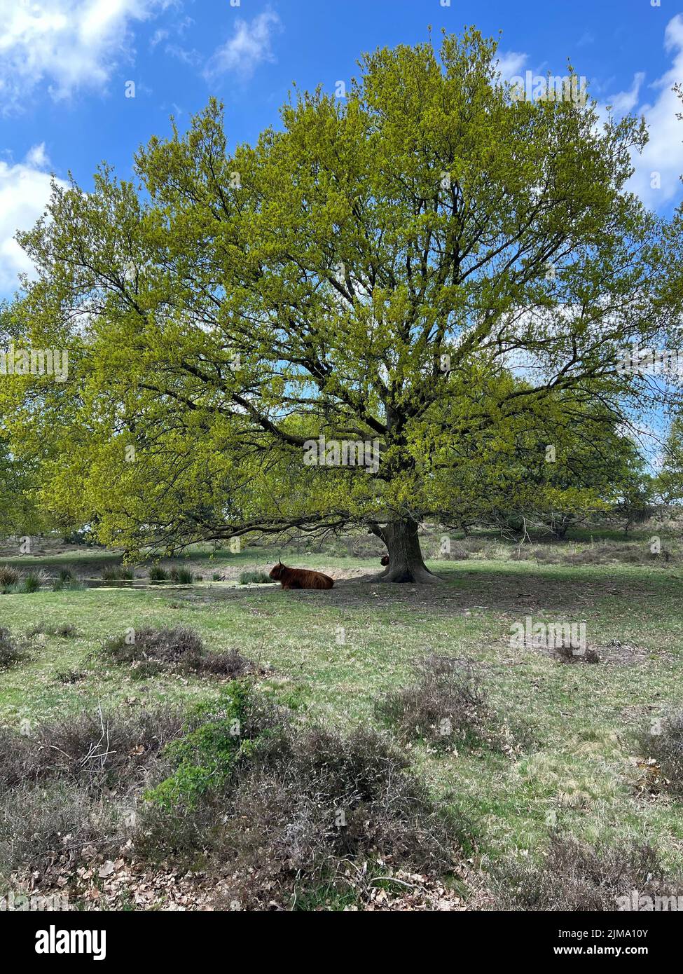 A vertical shot of a cow laying under a large tree on a field Stock ...