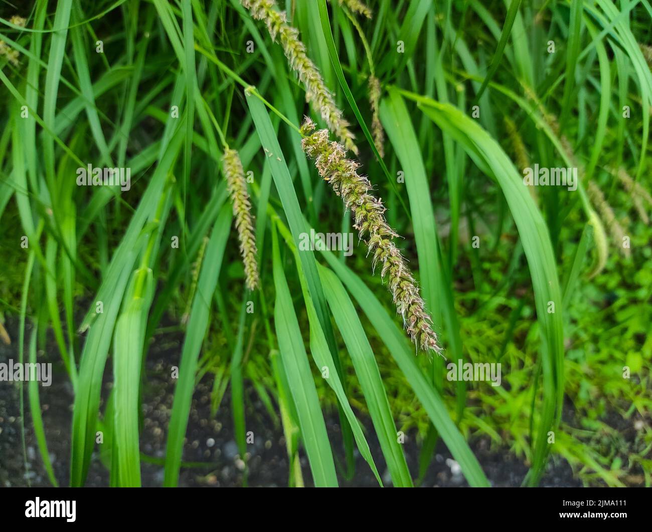 A Kush plant considered sacred in India Stock Photo - Alamy