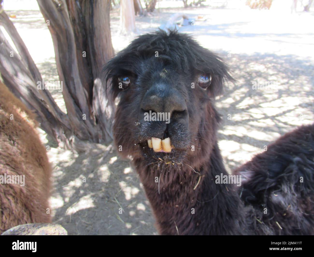 Llamas and alpacas are sweet animals but won't hesitate to spit at you ...