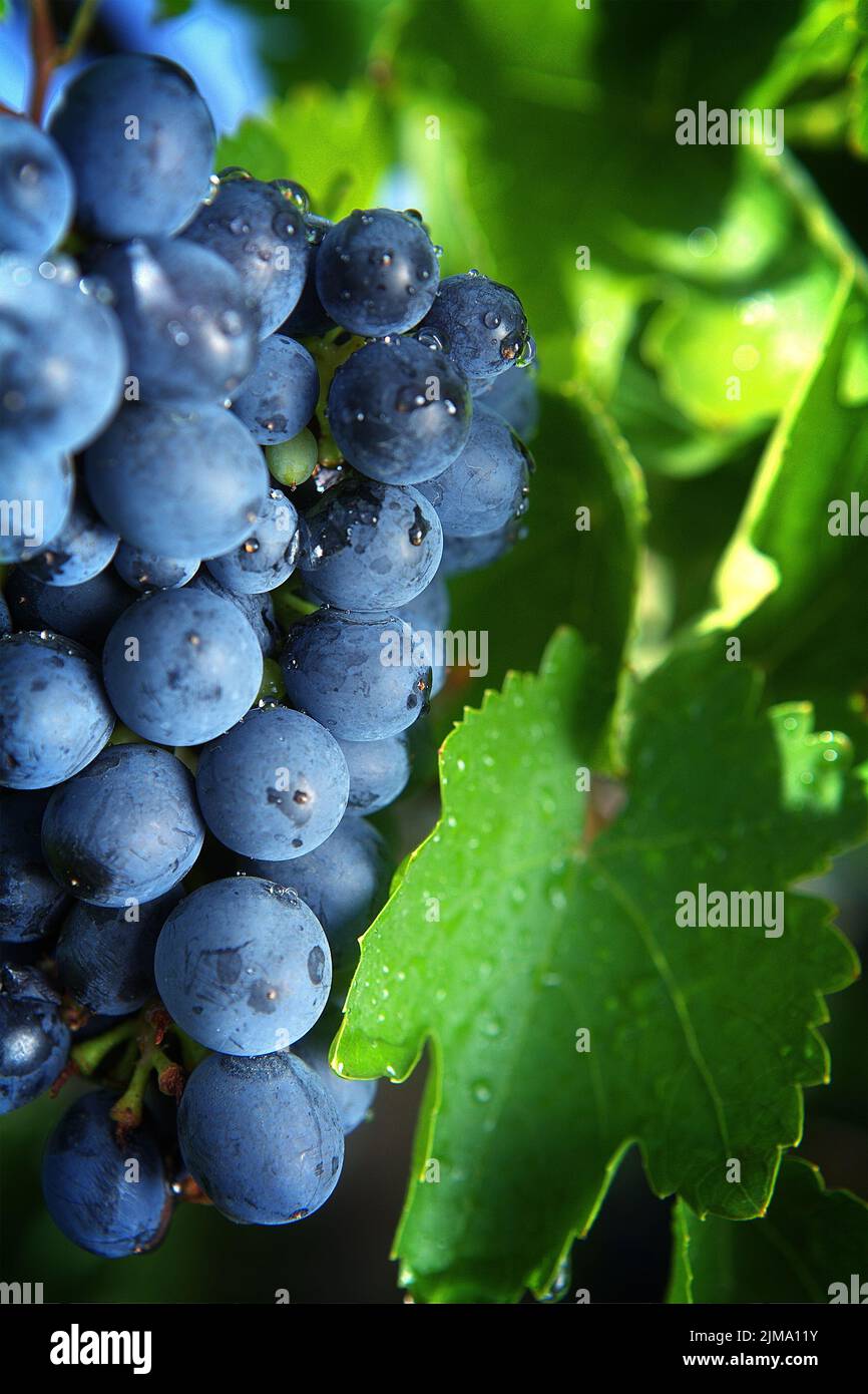 A vertical closeup of a cluster of fresh dark blue grapes with ...