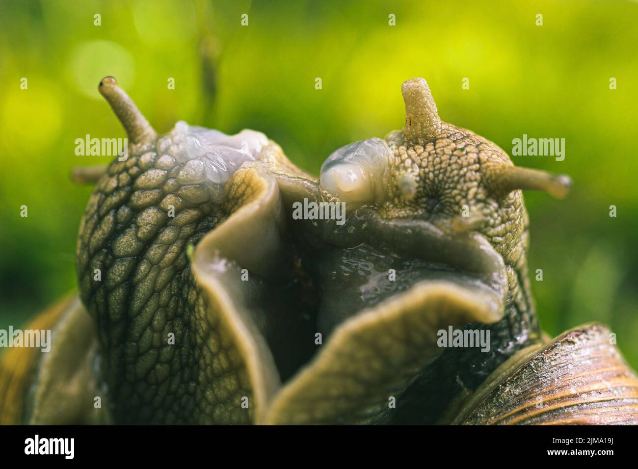 Snails garden pond hi-res stock photography and images - Alamy