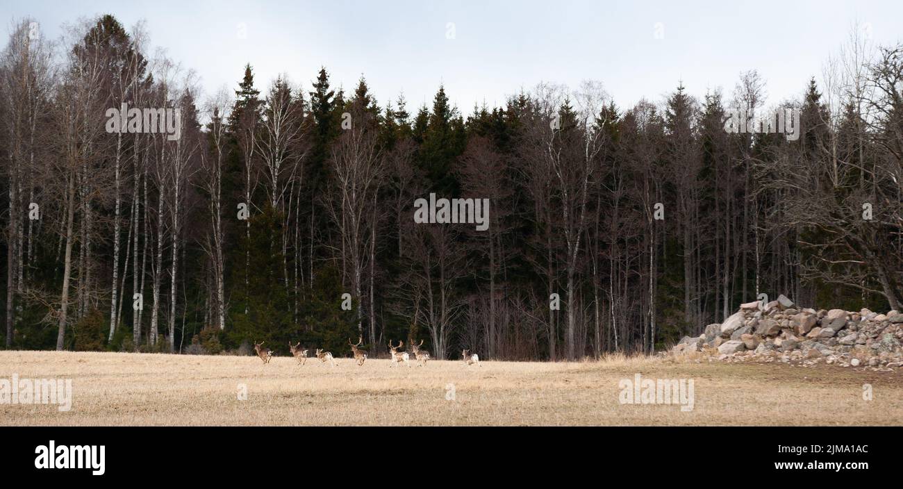 A group of dear eating in the meadows Stock Photo - Alamy