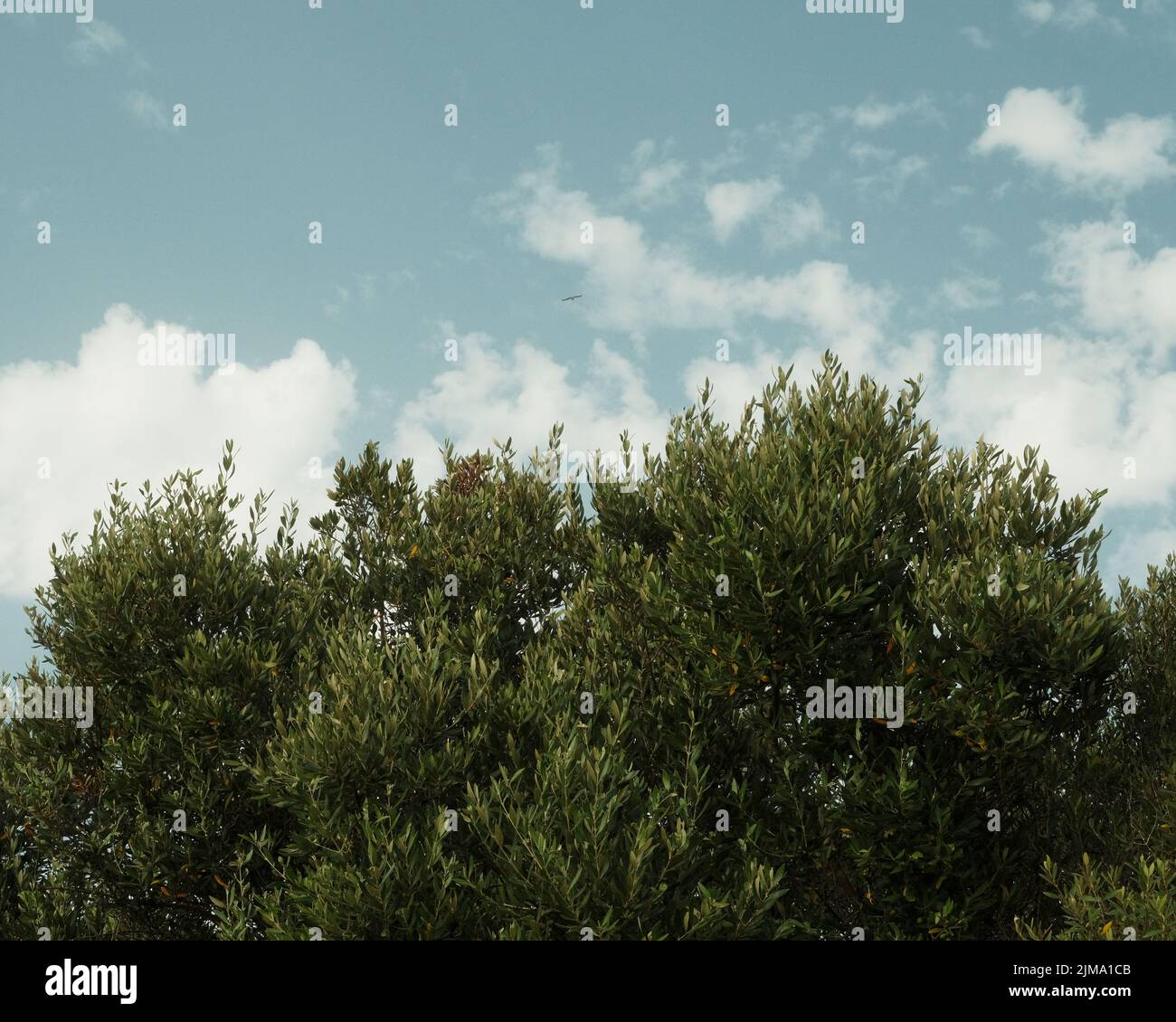 Olive trees with blue sky Stock Photo - Alamy