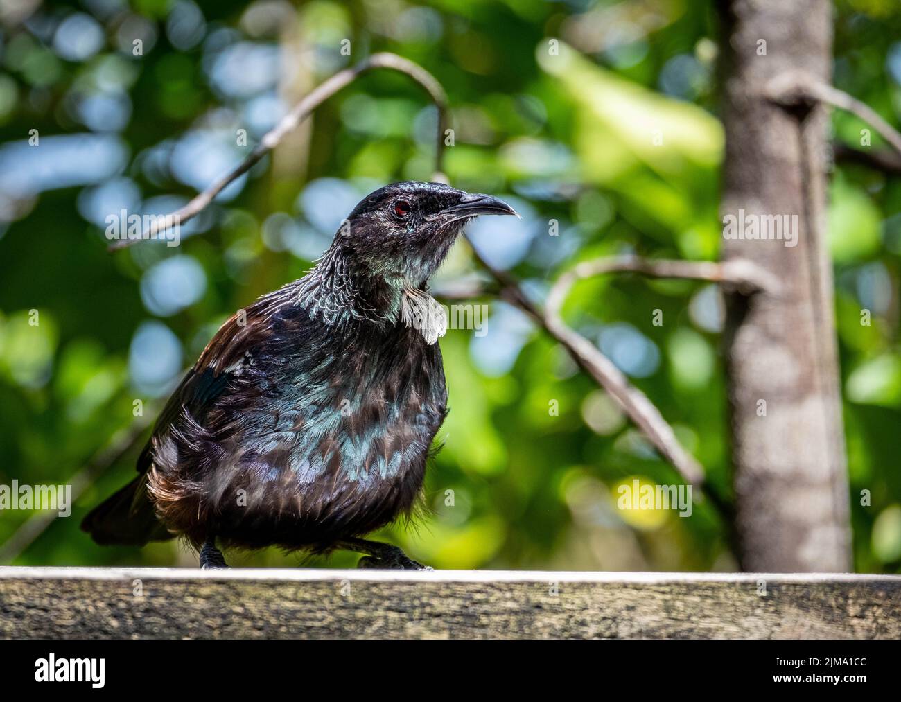 Tui bird native habitat hi-res stock photography and images - Alamy
