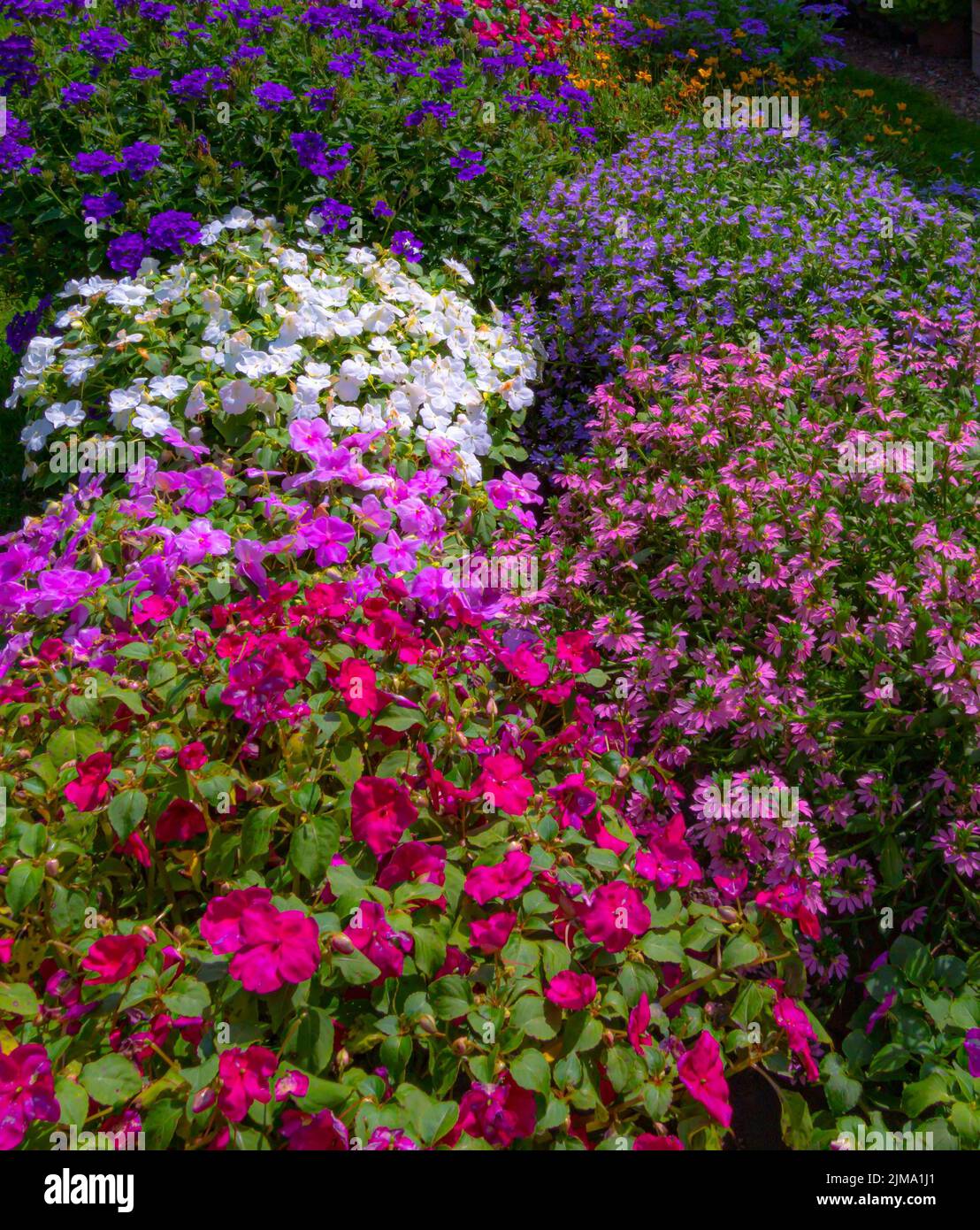 The beautiful colorful flowers in the park Stock Photo - Alamy