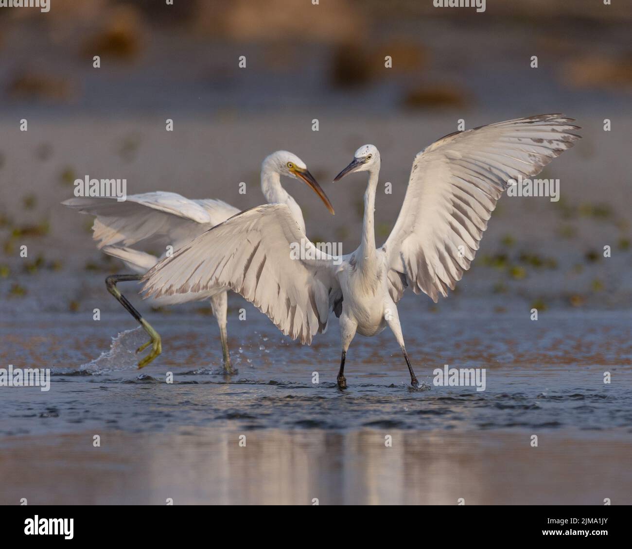 A closeup view of a great egret and little egret birds with their wings wide open standing in ...