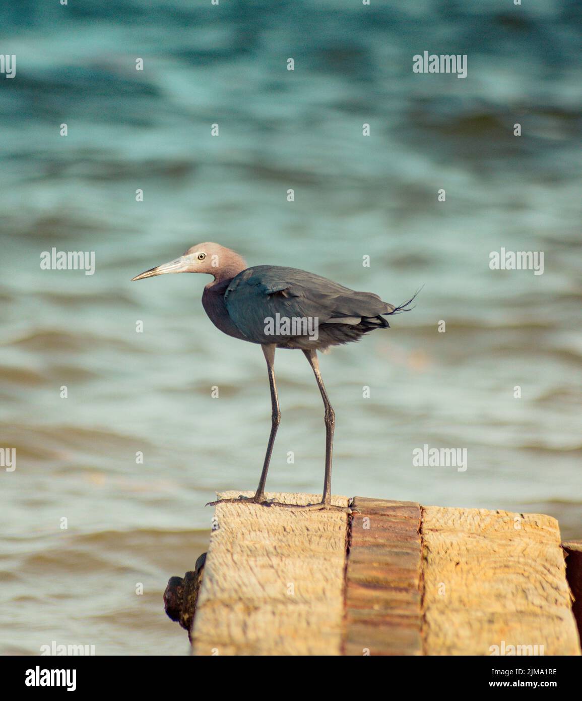 A side view of adorable Little blue heron standing on stone on the ...