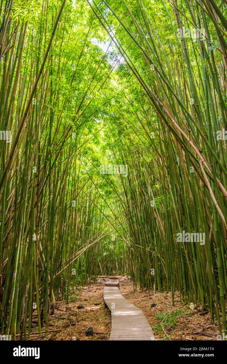 A vertical shot of a narrow wooden walkway surrounded by tall bamboo ...