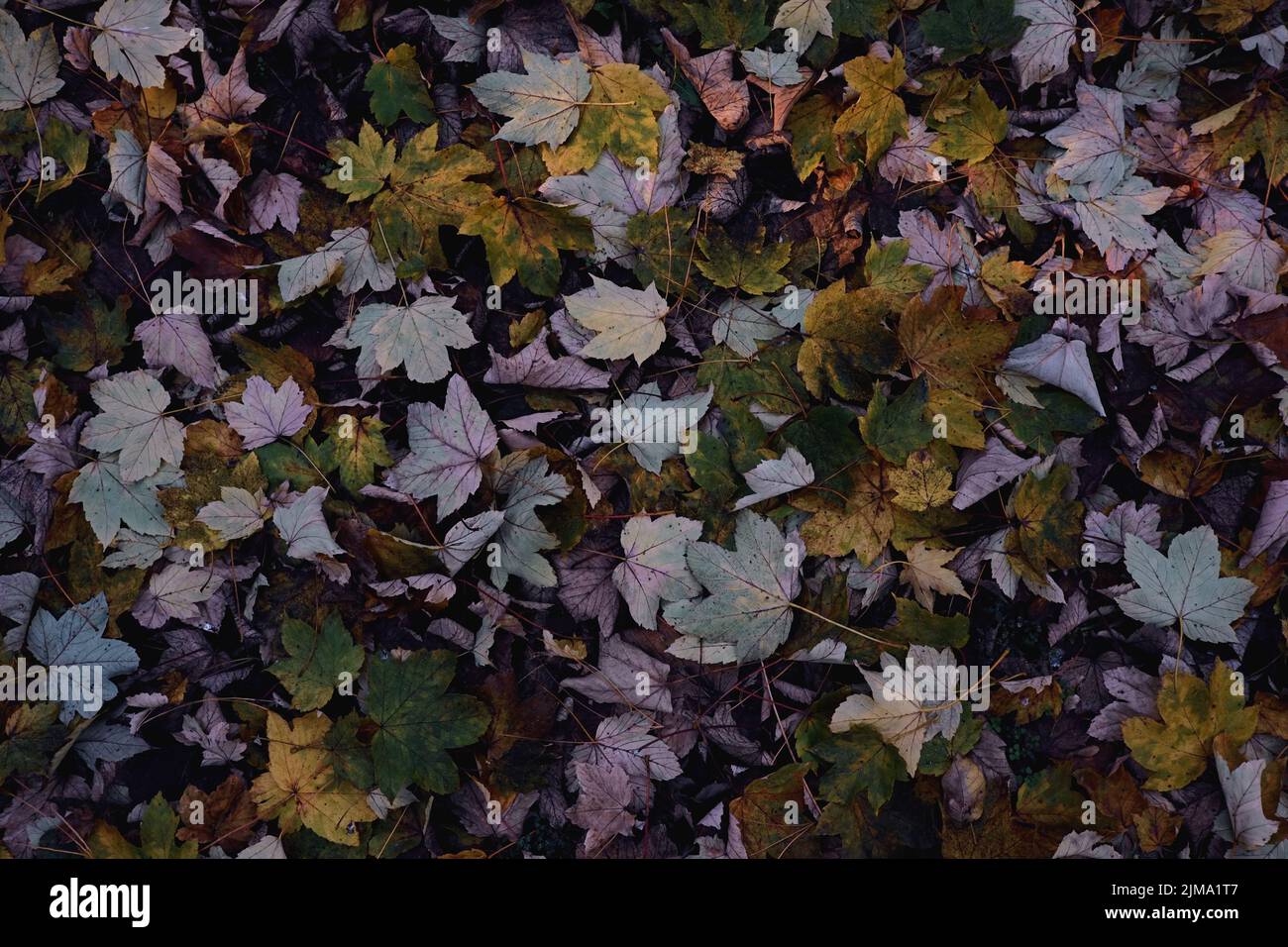 A top view of colorful fallen autumn leaves on the ground Stock Photo ...