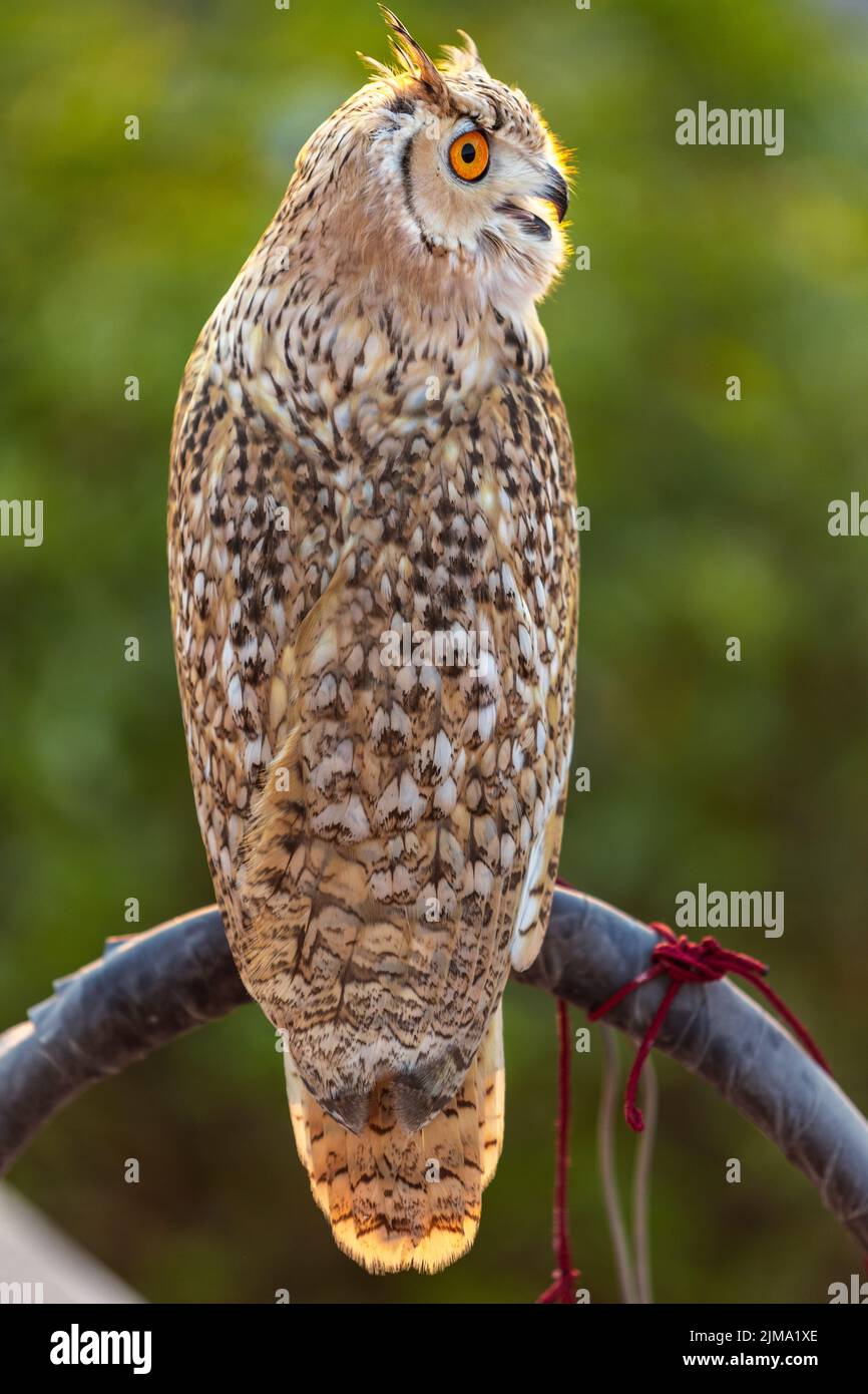 A selective focus view of an Eurasian eagle-owl with open beak from ...