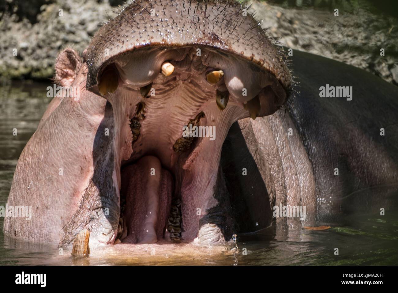 Secret life of animals hi-res stock photography and images - Alamy