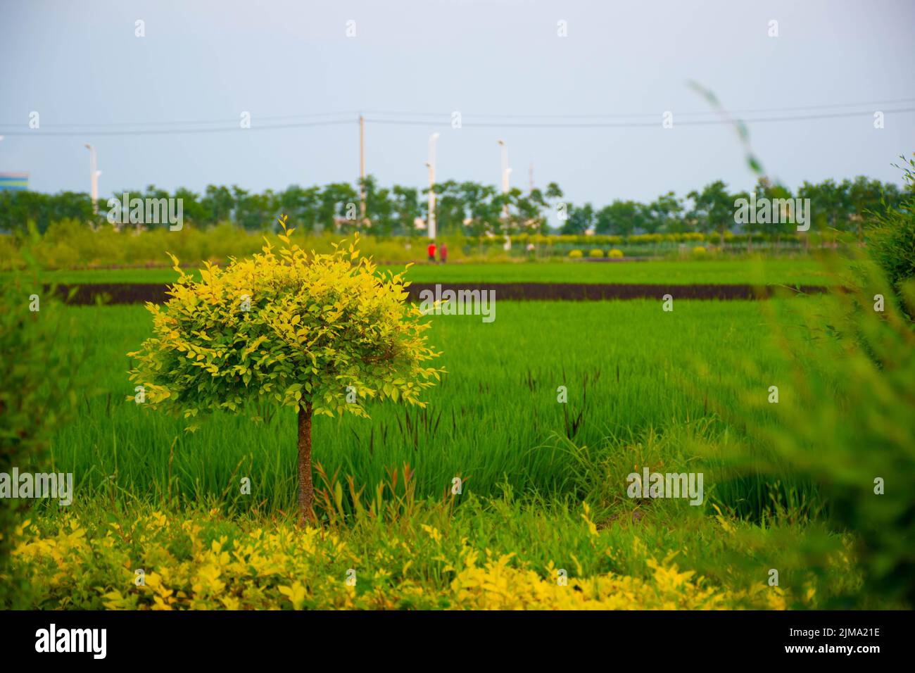 A small tree with yellow and green leaves growing in a green field with ...