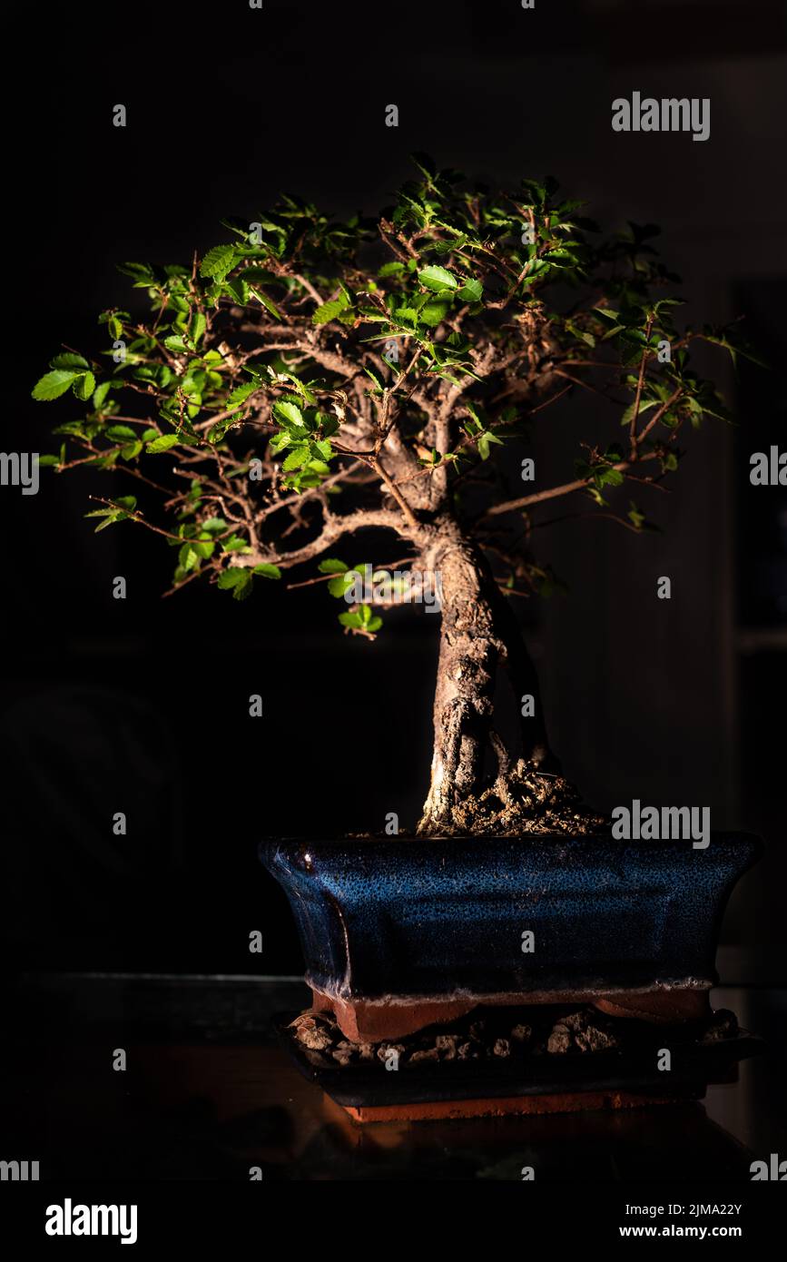 A vertical shot of a small booming bonsai tree in a pot with a black ...