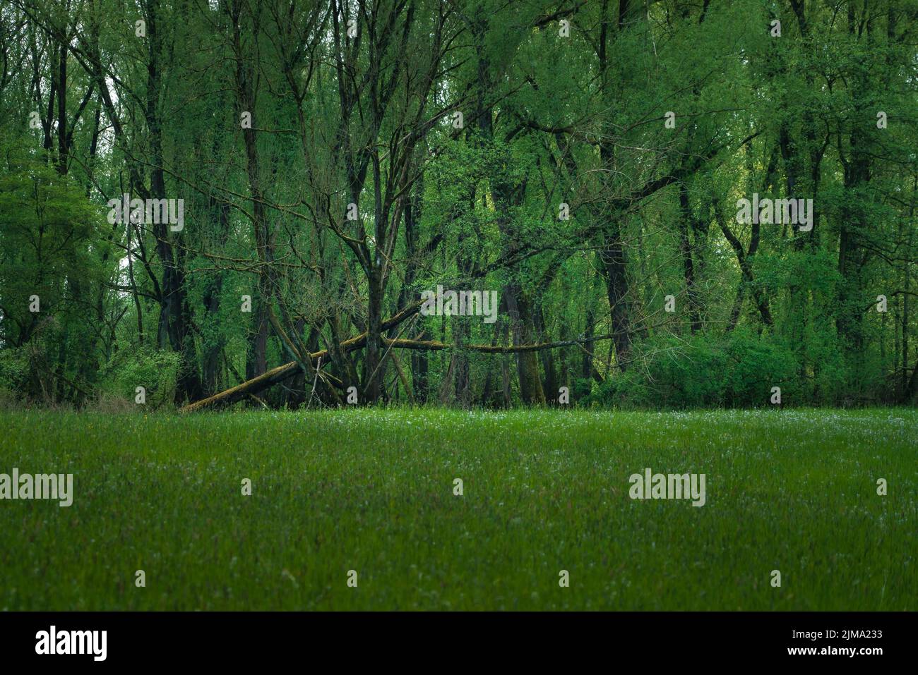 A beautiful scenic view of a moody green forest with dense grass and ...