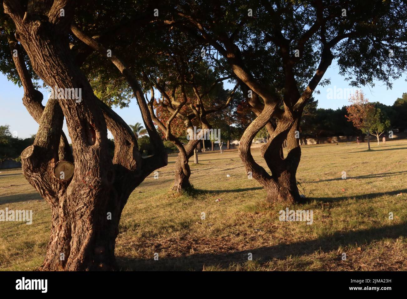 A beautiful natural view of cork oak trees in a field under a bright ...