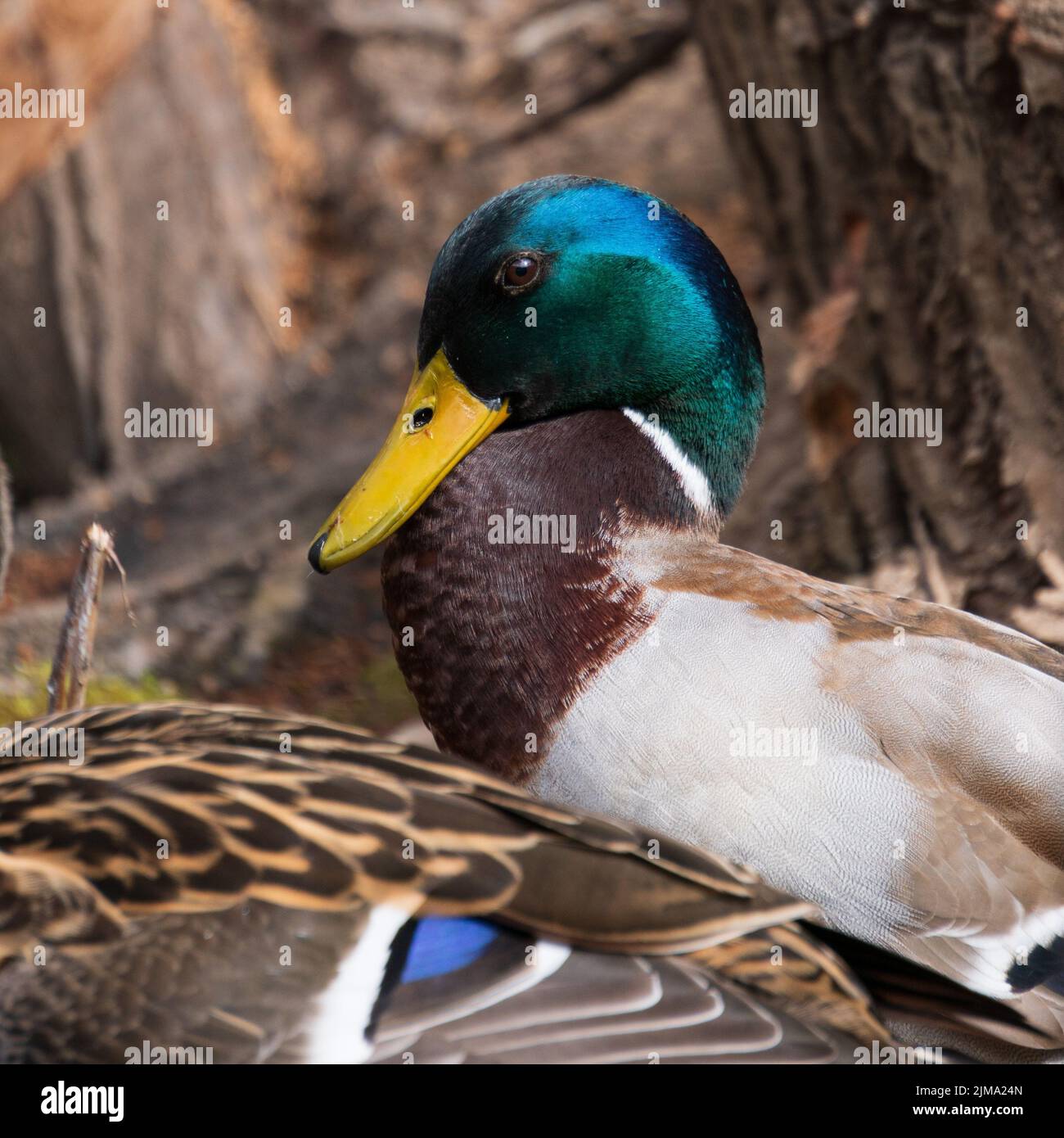 A closeup of a Mallard duck resting with woods in the background Stock ...