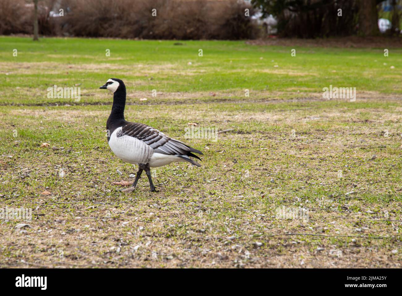 A beautiful black and white barnacle goose walking on a green field ...