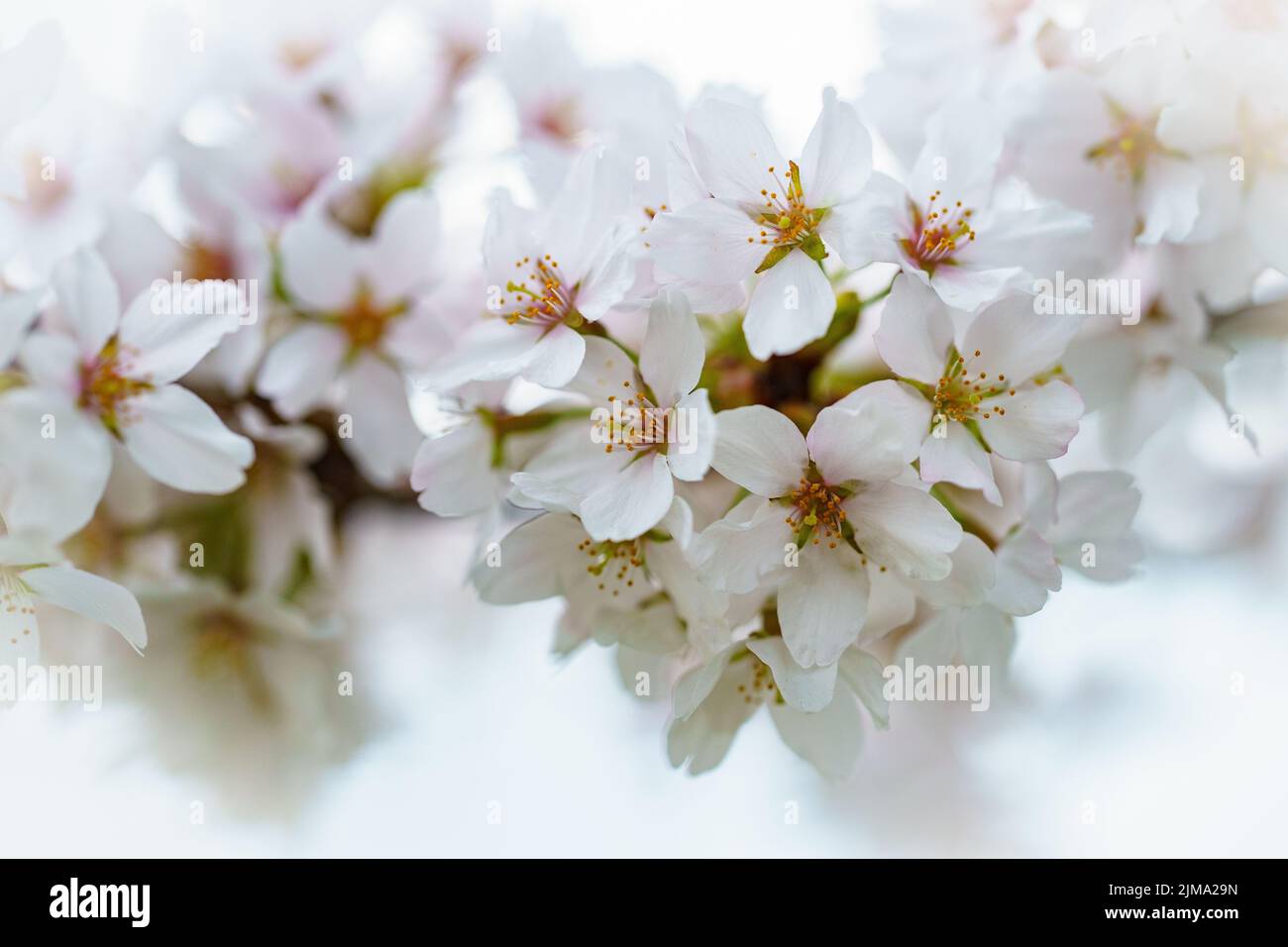 A closeup of spectacular white cherry blossom flowers Stock Photo - Alamy