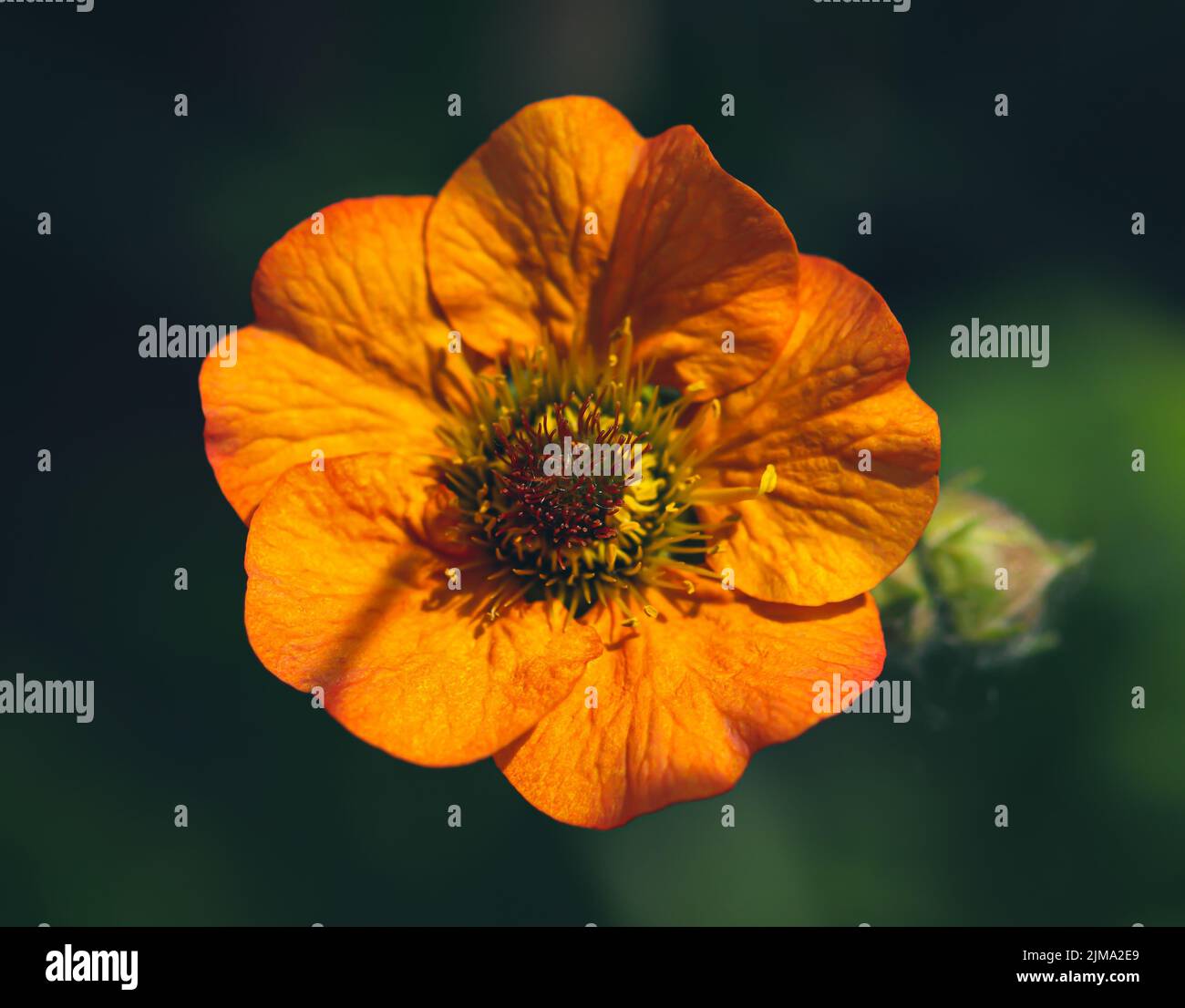 Orange geum hi-res stock photography and images - Alamy