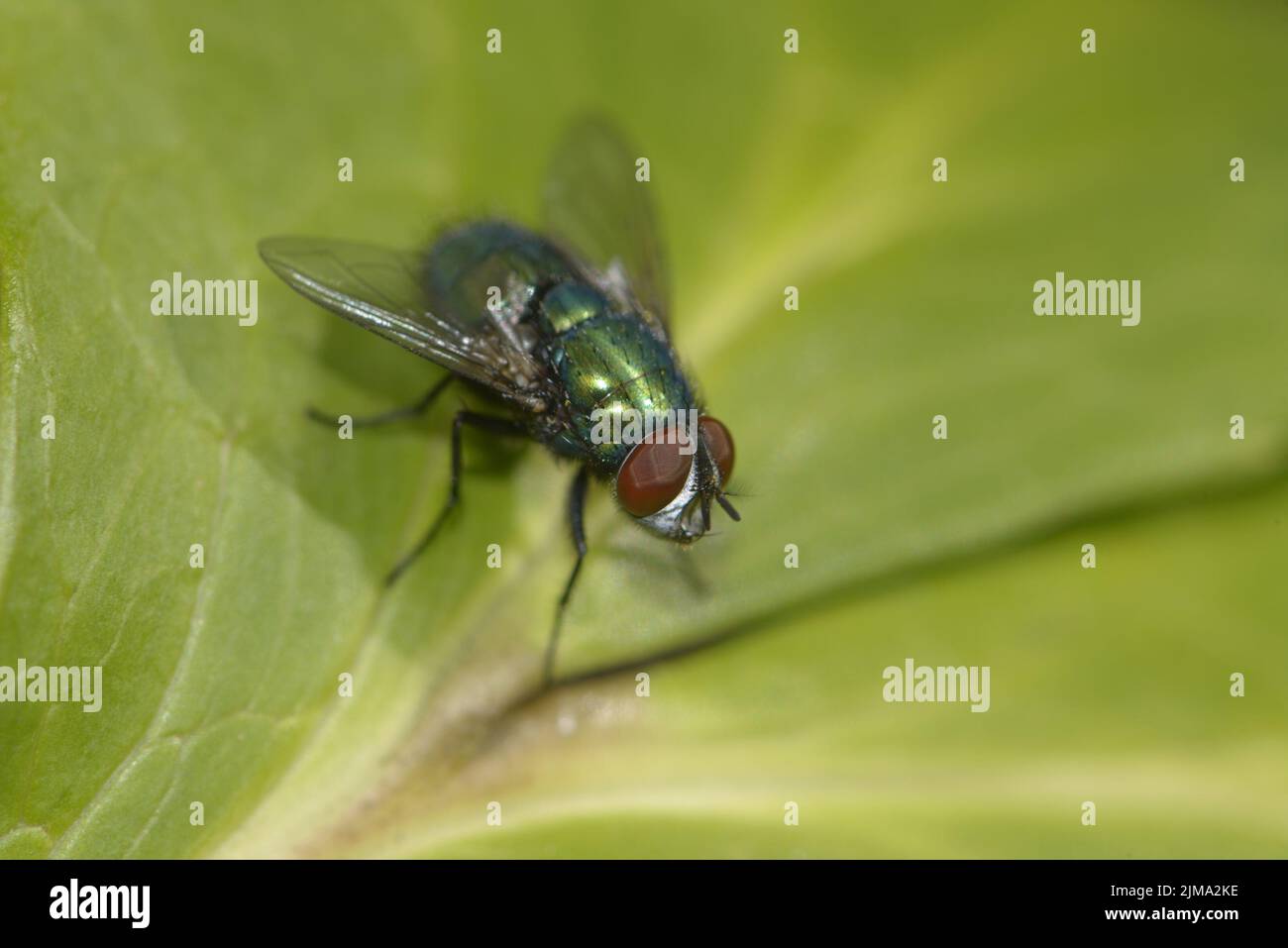 Greenbottle fly (Lucilia caesar) Kent, UK Stock Photo - Alamy