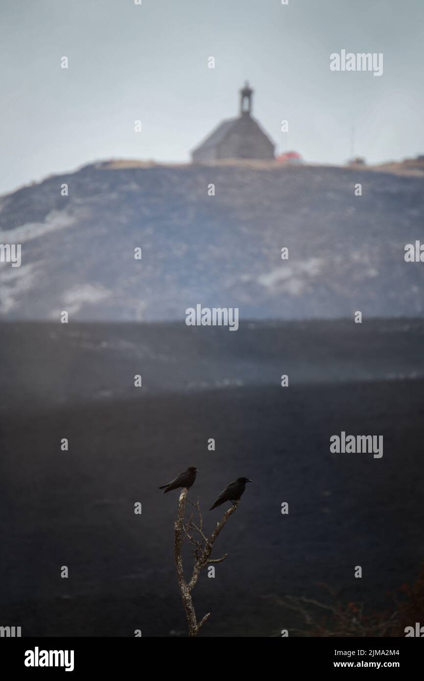 Two crows on a dry tree with a church in the background Stock Photo - Alamy
