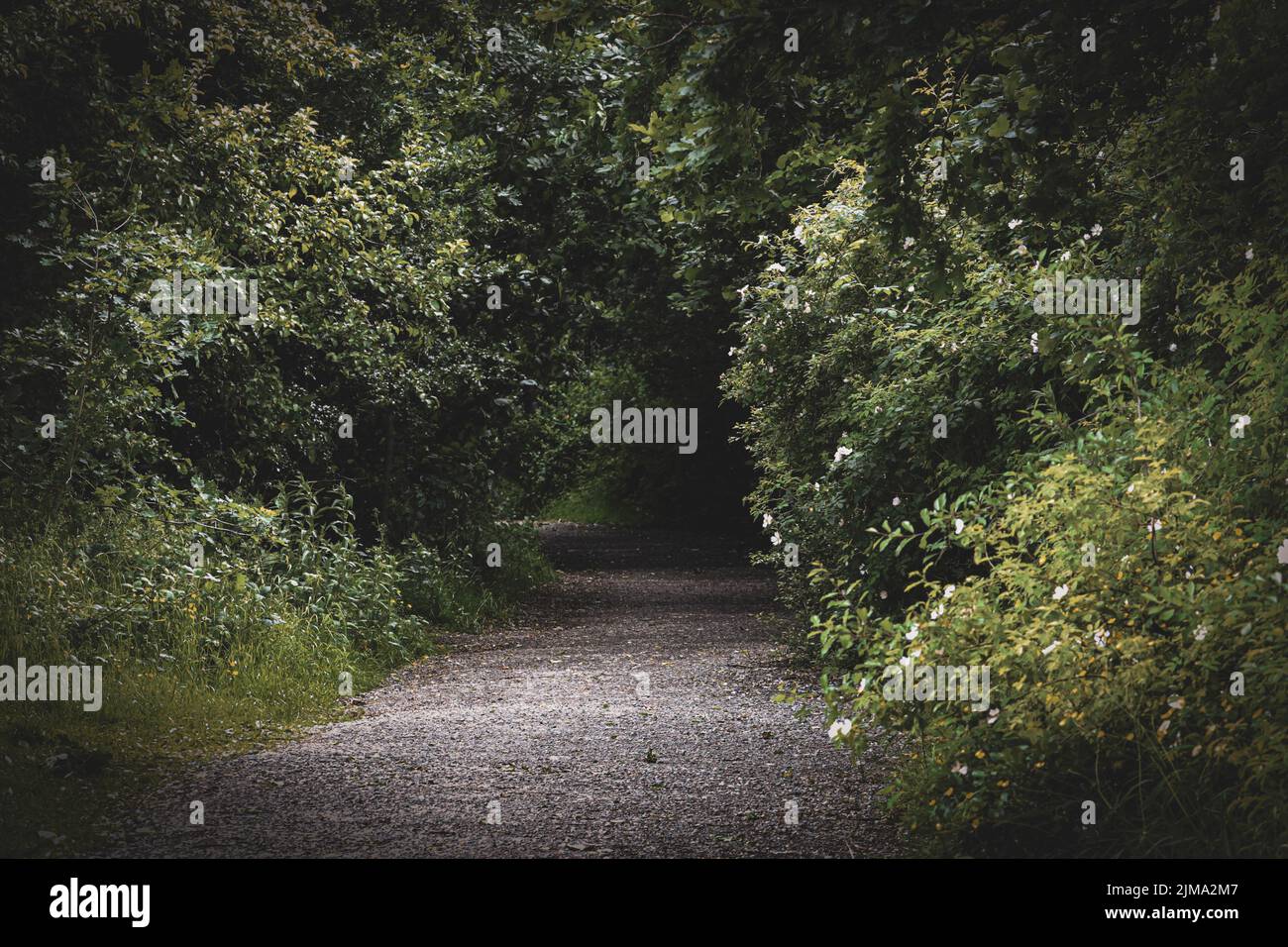 Narrow pathway surrounded greenery hi-res stock photography and images ...