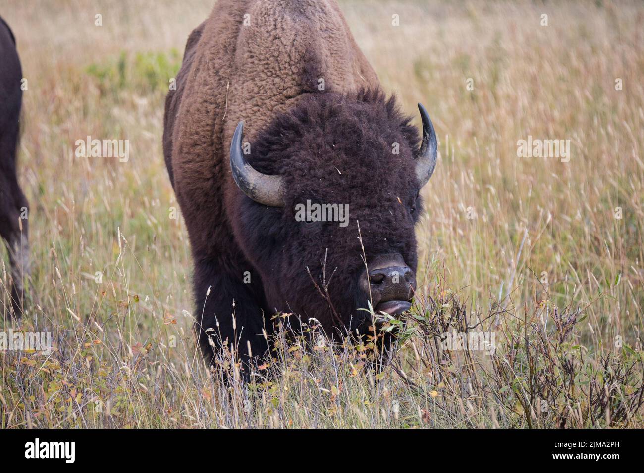 A bison eating by wrapping its tongue around the bush in Yellowstone ...