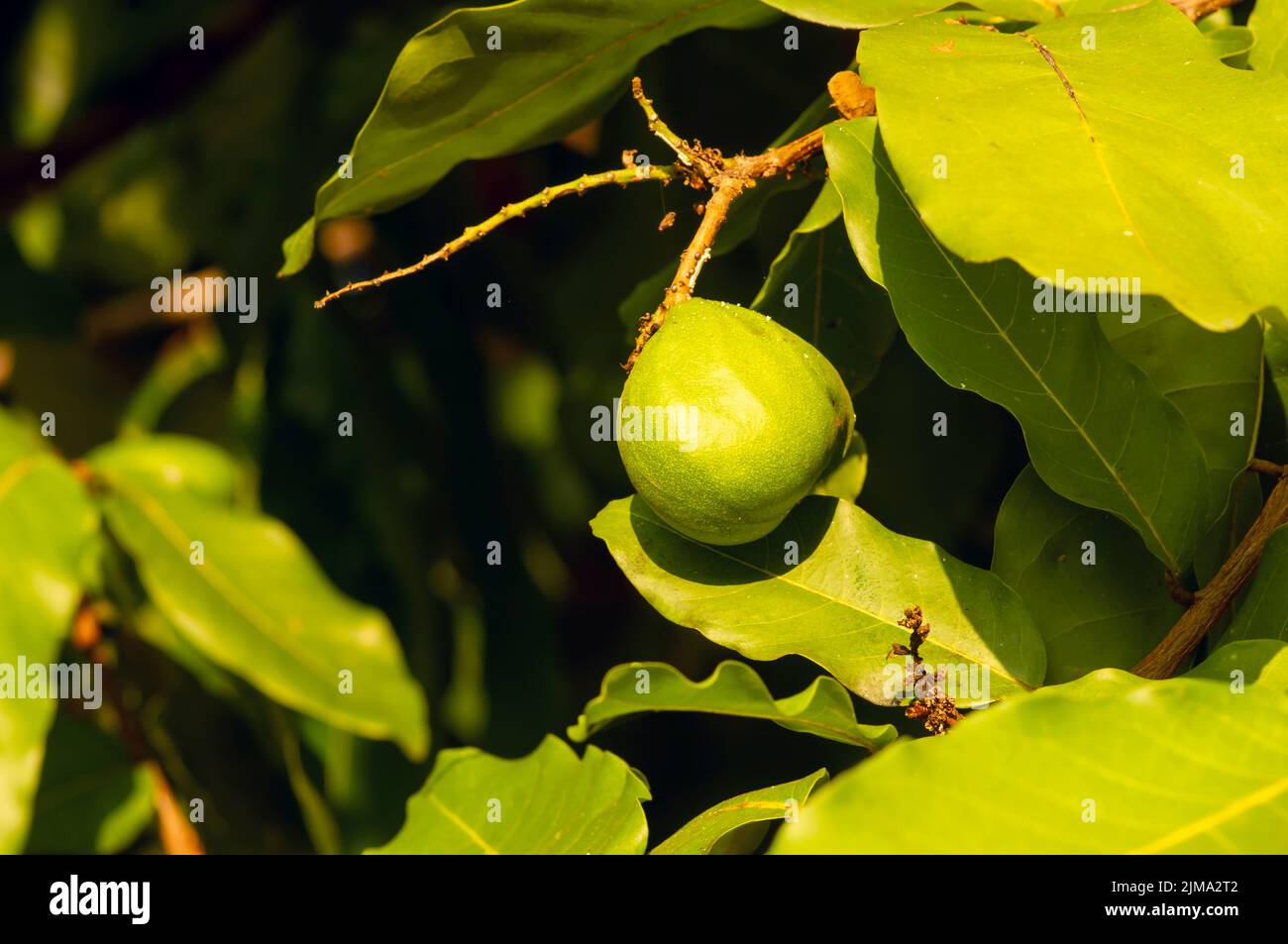 Gayam (Inocarpus fagiferus) leaves and young seeds, known as Otaheite ...