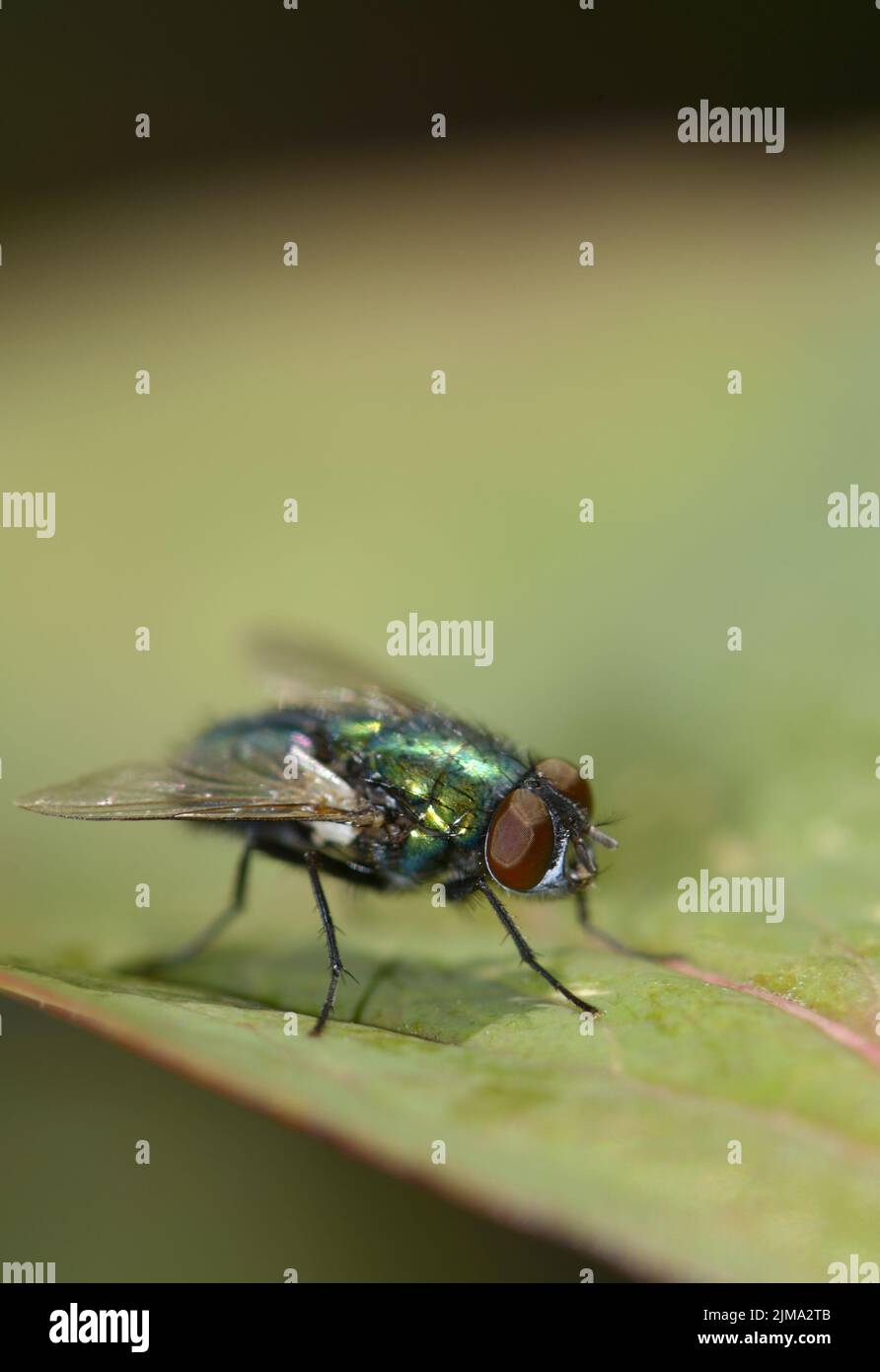 Common european greenbottle fly hi-res stock photography and images - Alamy