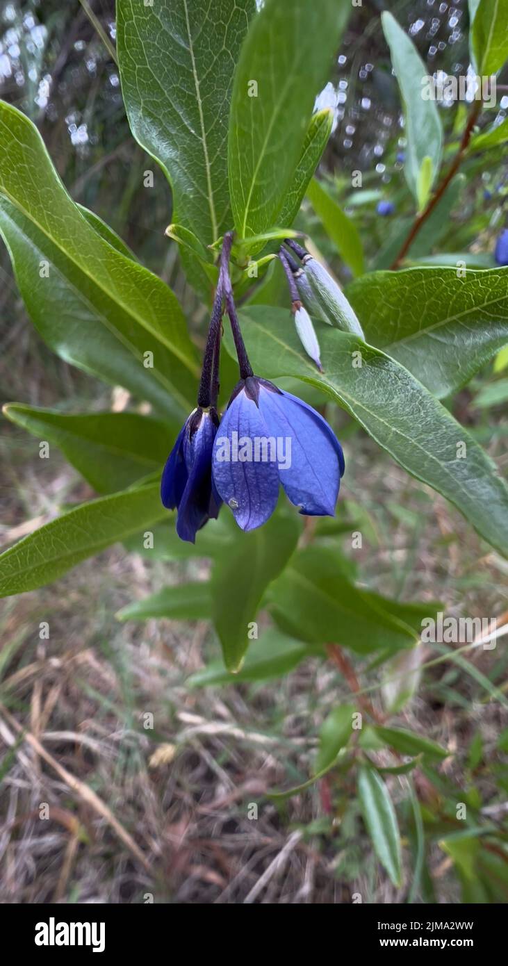 Sollya heterophylla garden hi-res stock photography and images - Alamy