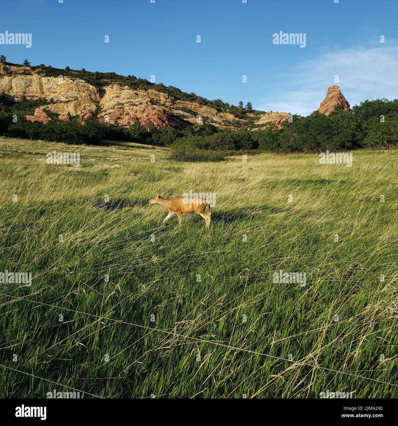 The red deer in the grass field by the red rocks under the blue sky ...
