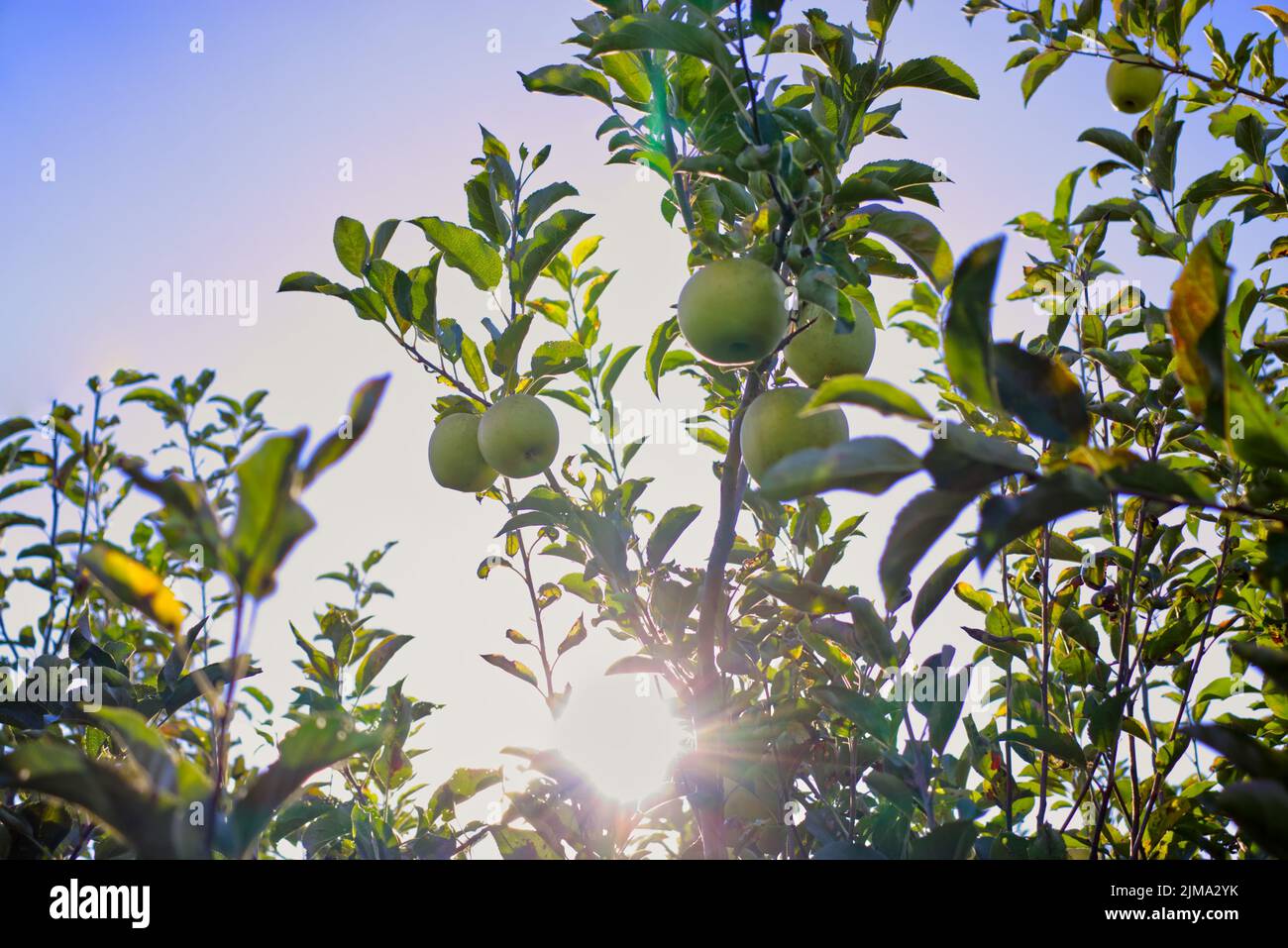 The low-angle view of the apples on the tree branches with the blue sky ...
