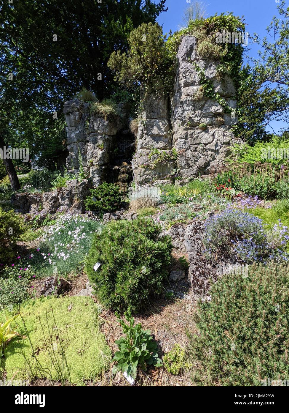 A vertical shot of plants and huge rocks in the forest Stock Photo - Alamy