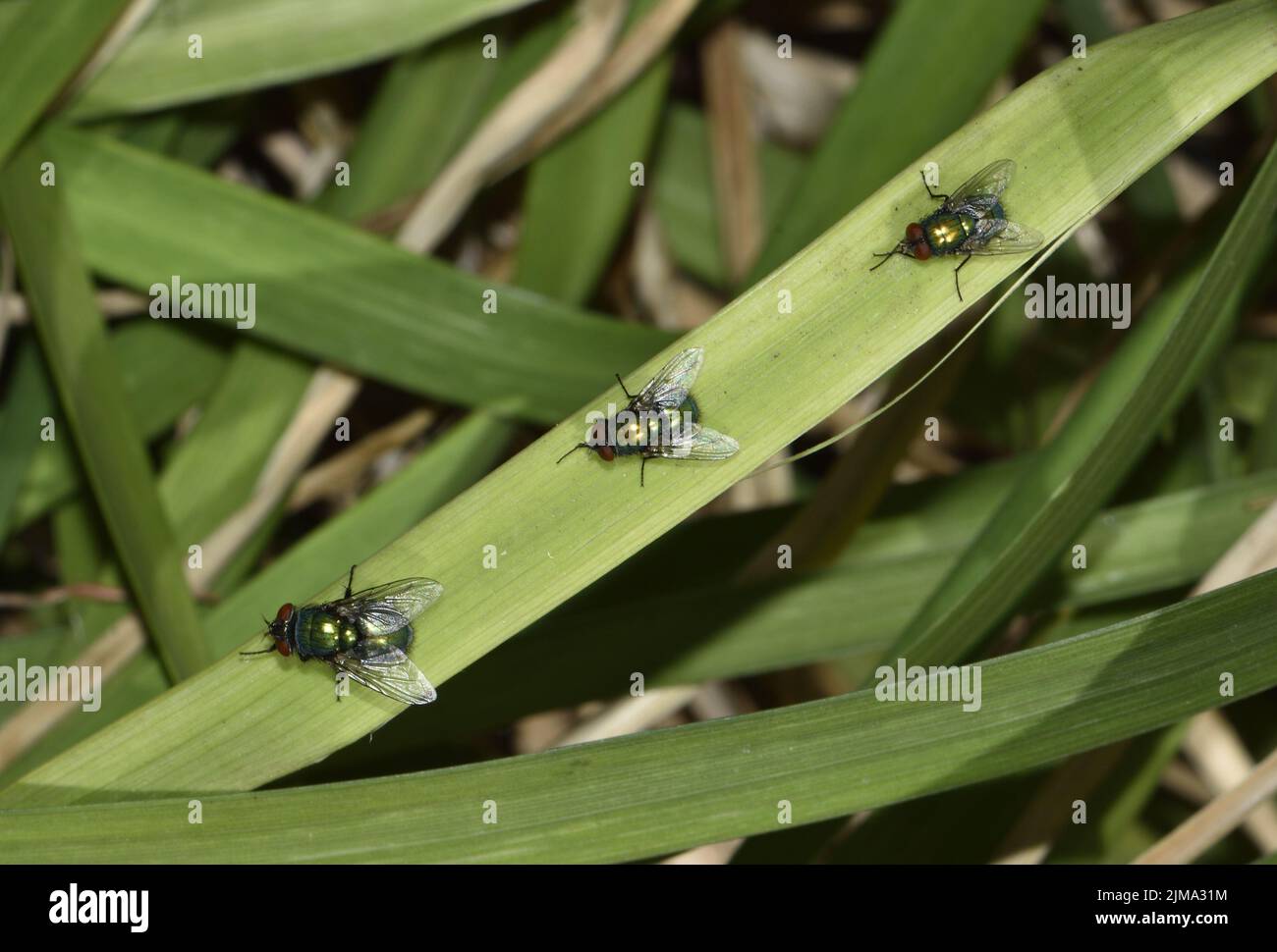 Three Greenbottle flies (Lucilia caesar) on an iris leaf. Kent, UK ...
