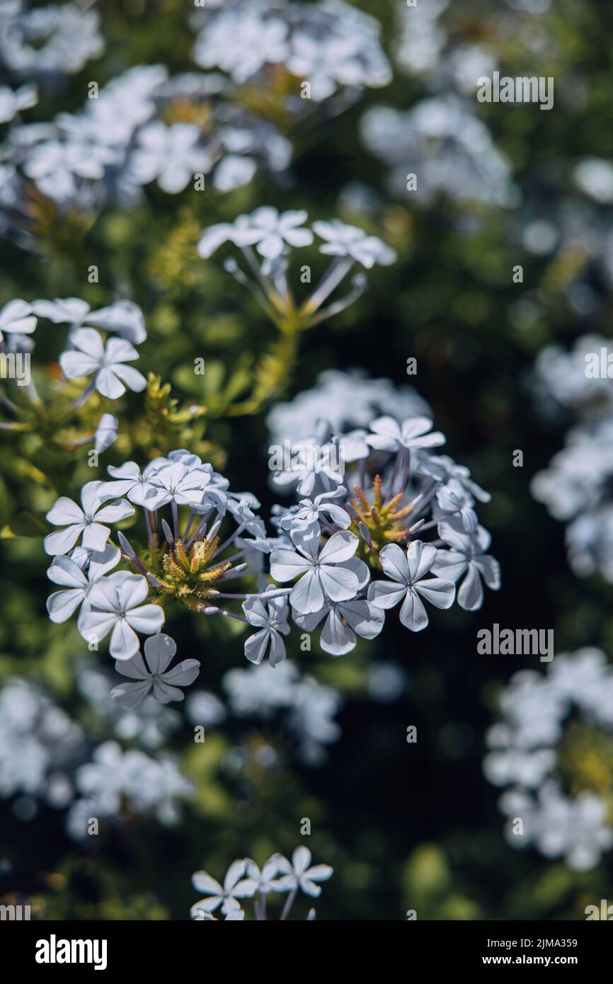A vertical shot of purple leadworts in a rural area in daylight Stock ...