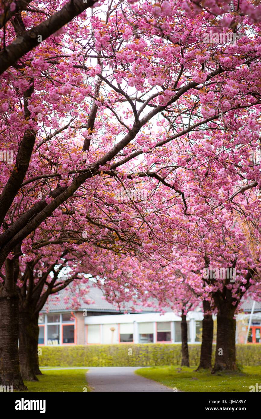 Sacura blooming trees beautiful trees pink Stock Photo - Alamy