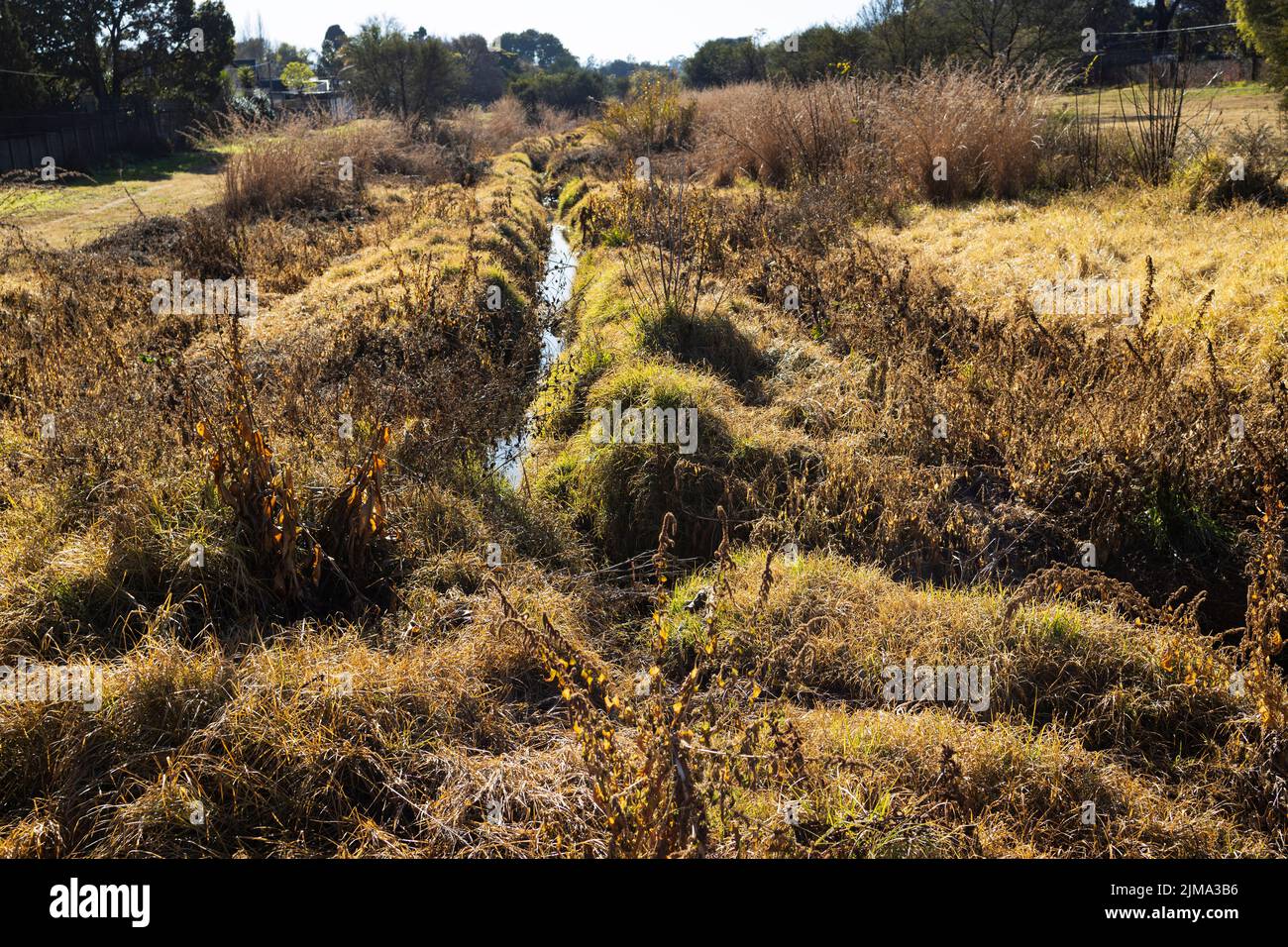 Community wetland stream South Africa Stock Photo - Alamy