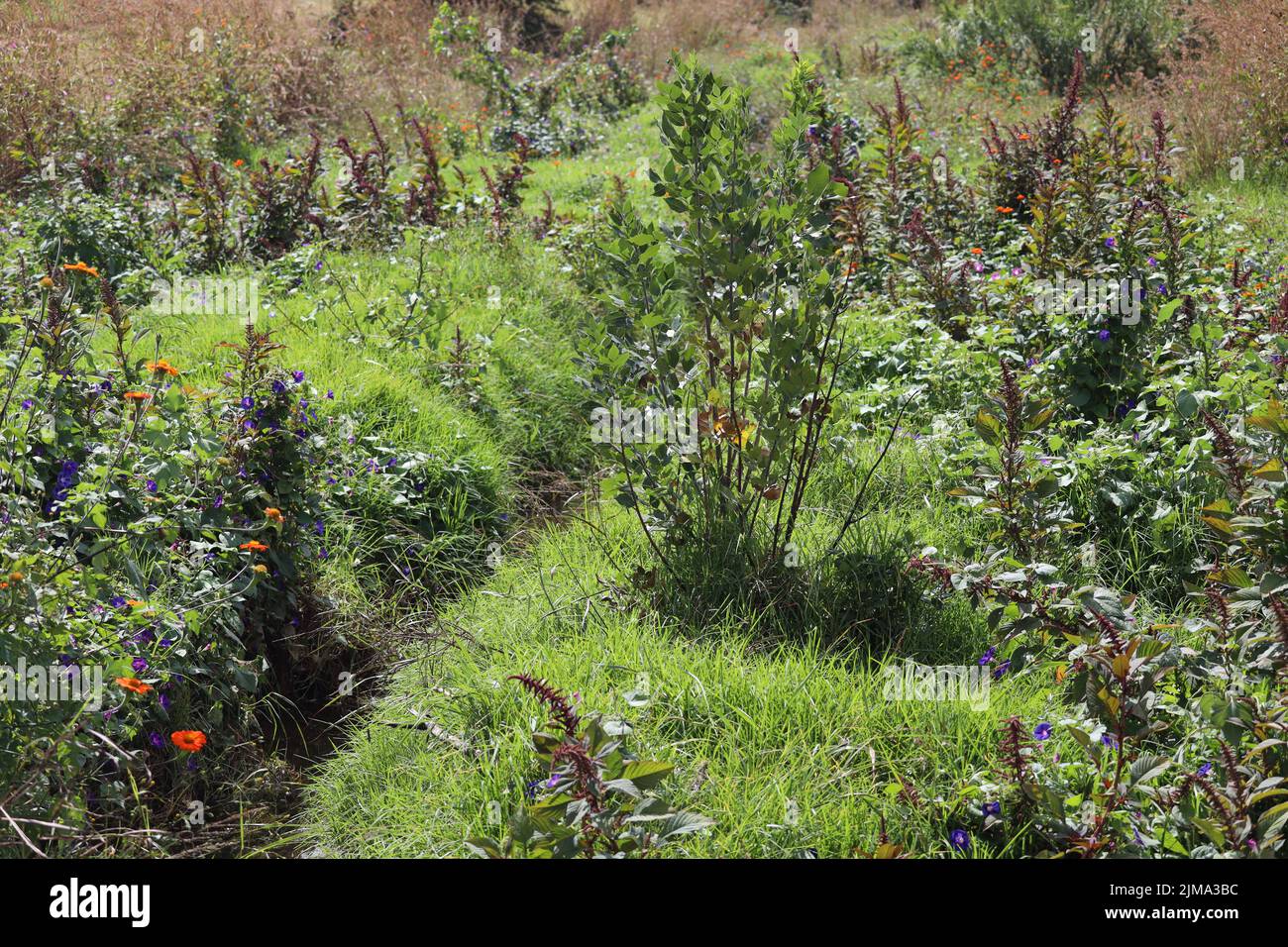 Community wetland stream South Africa Stock Photo - Alamy
