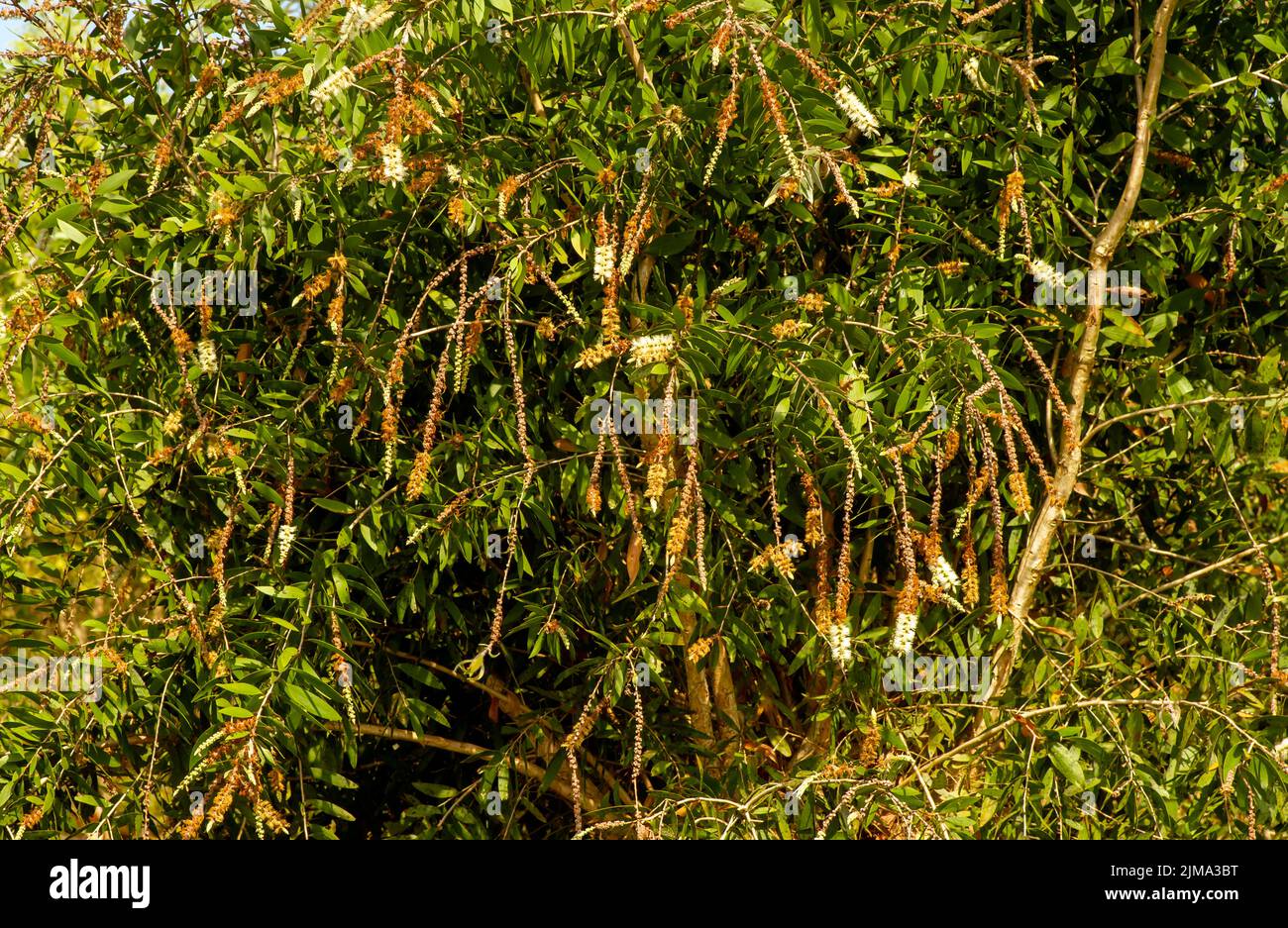 Cajuputi hi-res stock photography and images - Alamy